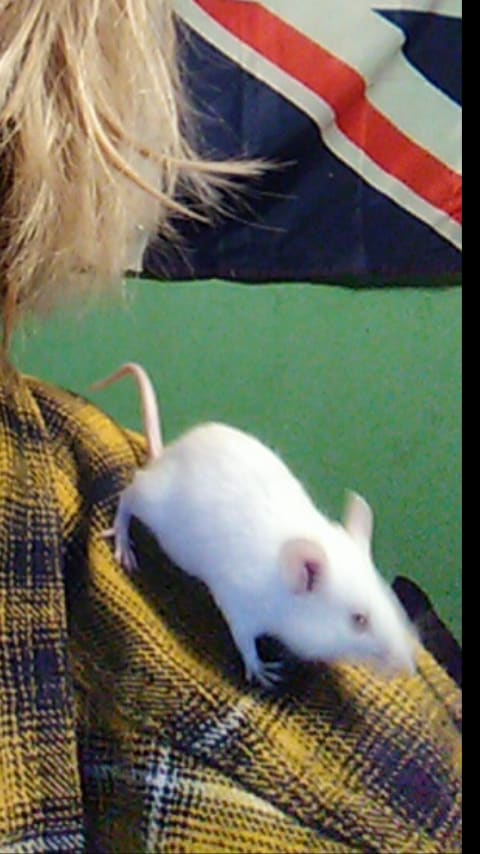 Why is my mouse's cheek swollen? Is it contagious to other mice? | Petco