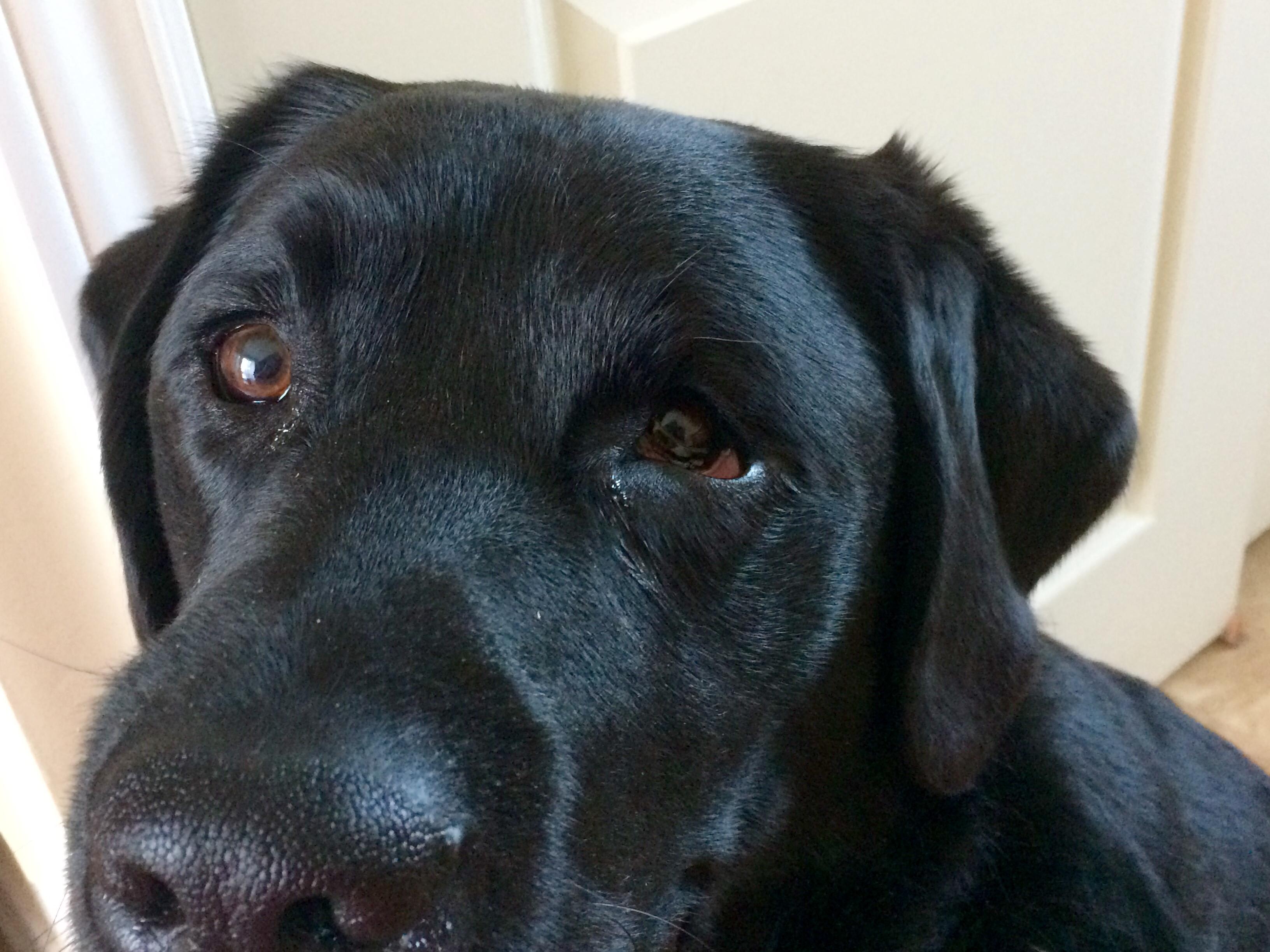 Is it normal for dog Horner's Syndrome symptoms to last weeks? | Petco