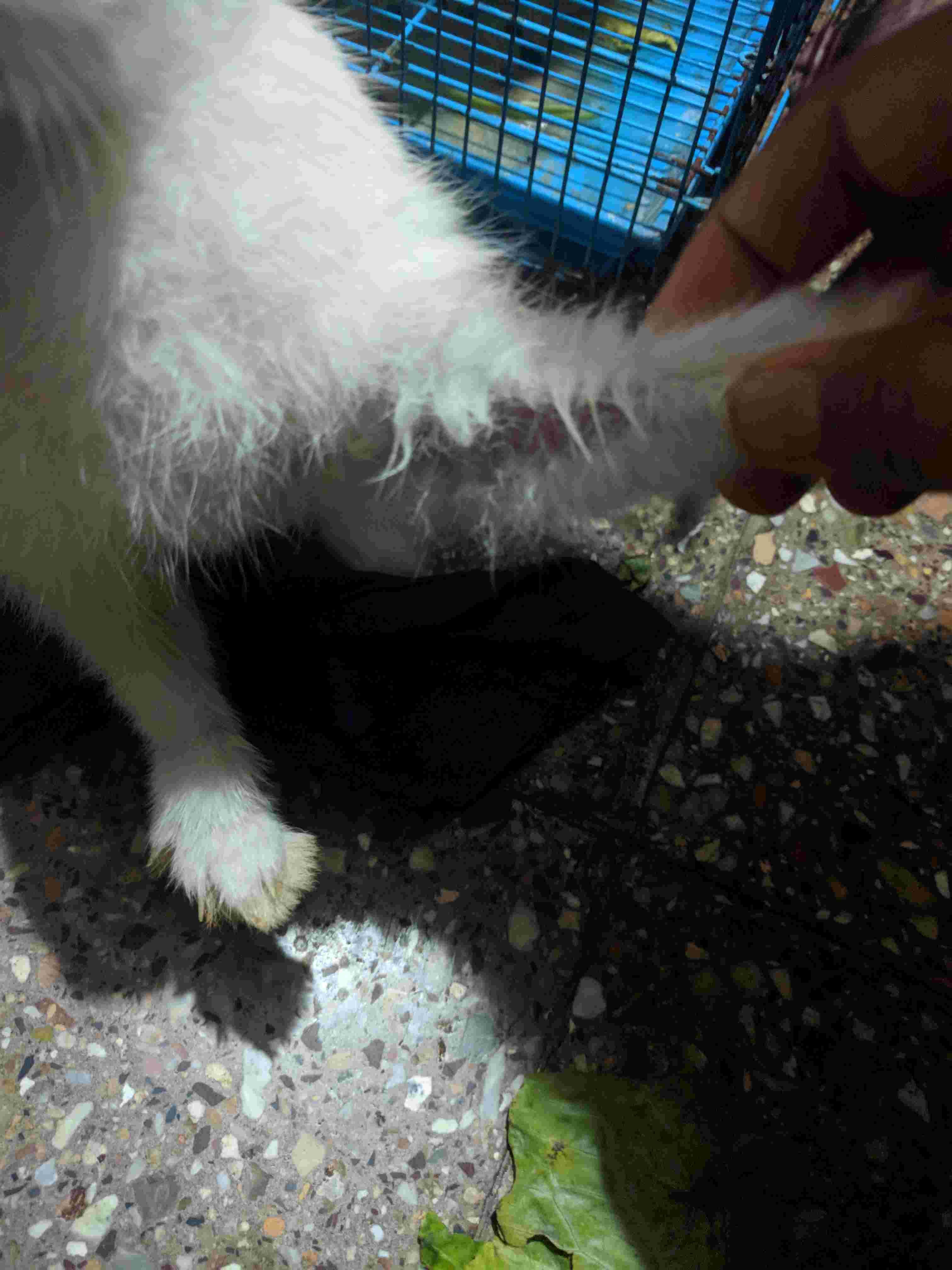 My rabbit is losing hair and the area where there is hair lost appears ...