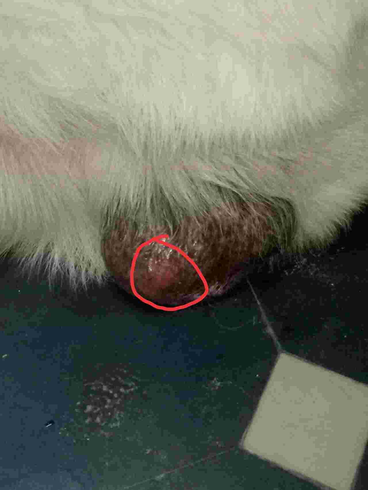 My dog's scrotum is red, black, and wounded. What to do? | Petco