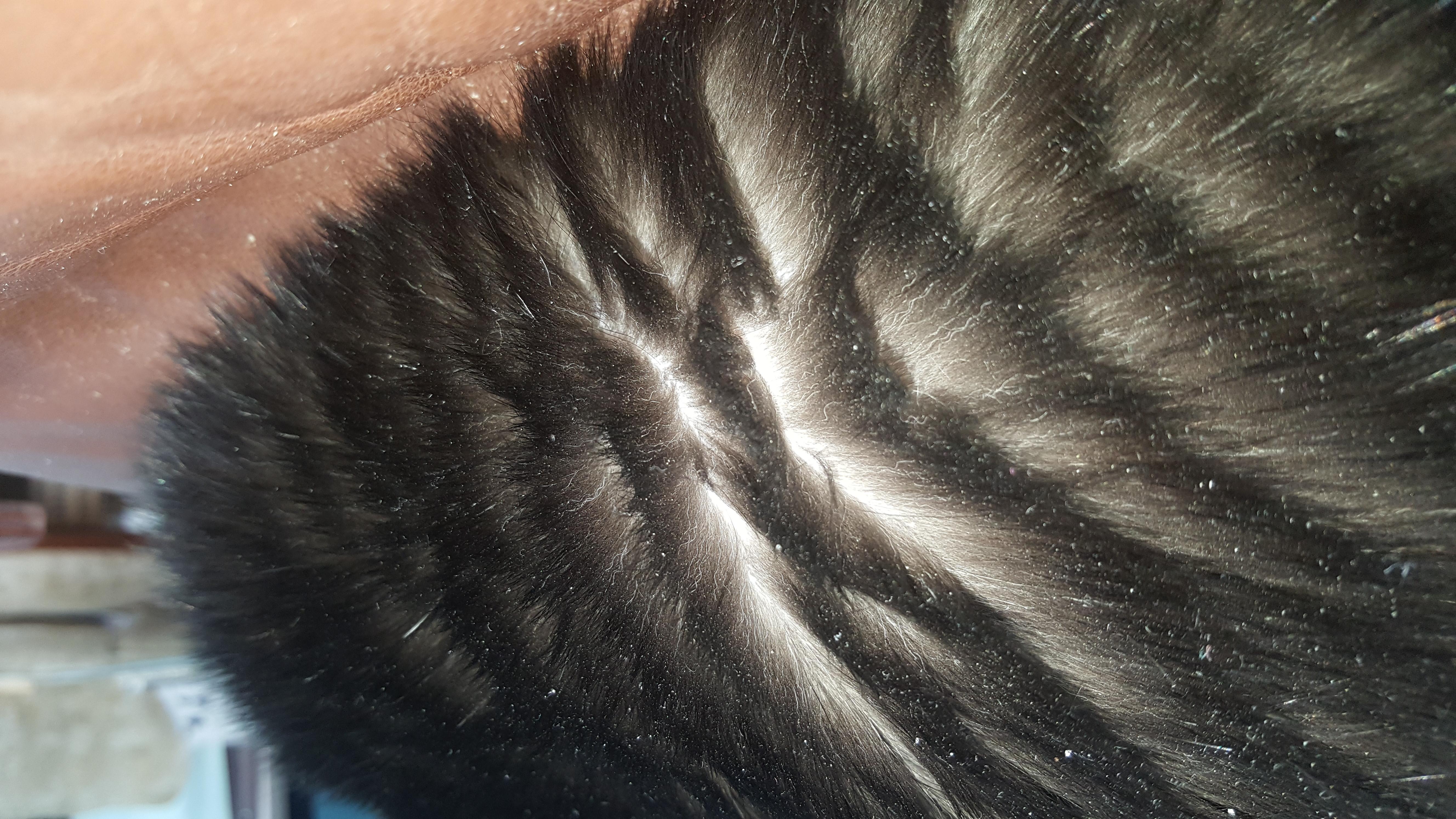 Why does my cat have bald lines, dander, greasy fur? Serious? | Petco