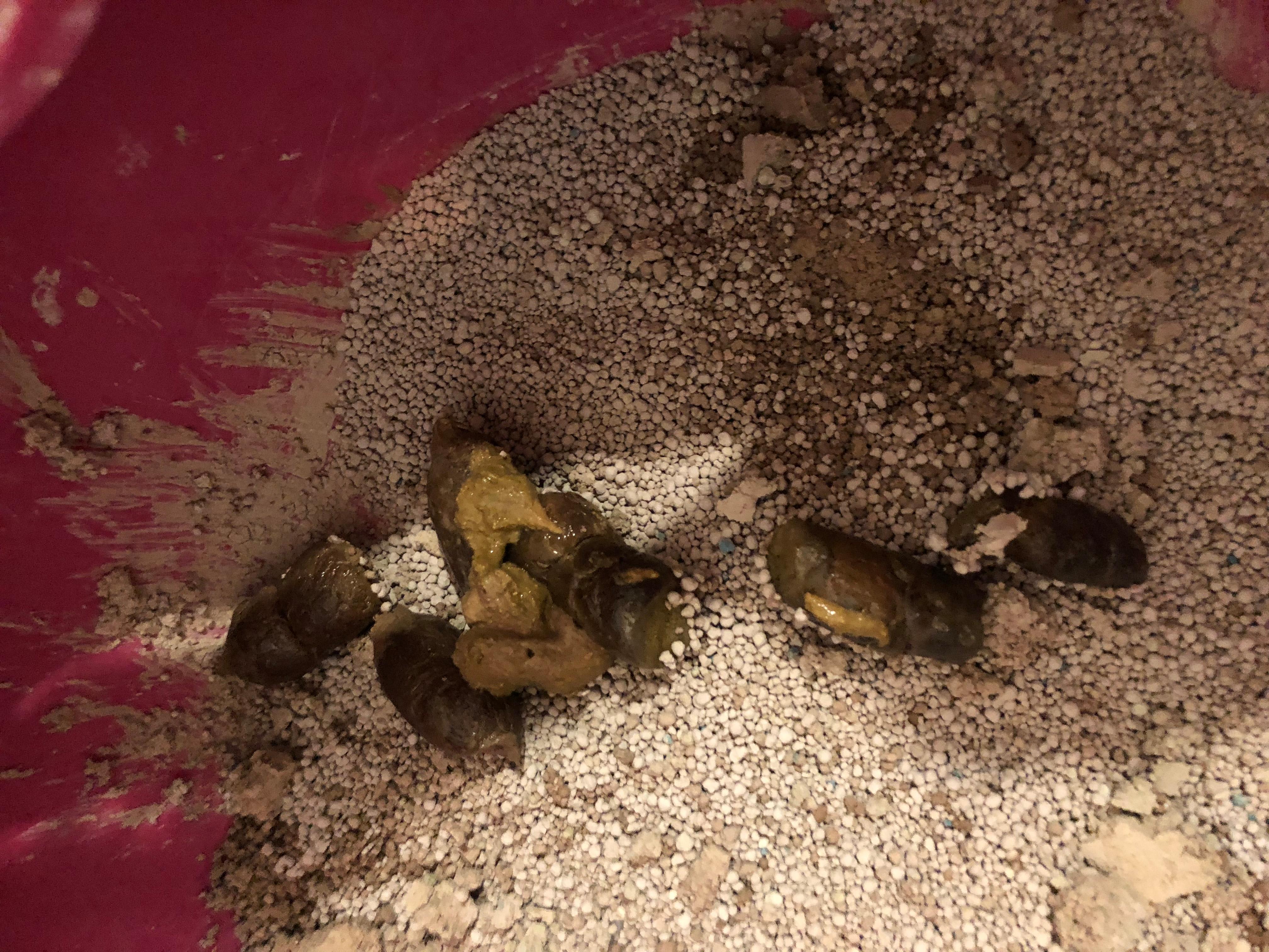 My Cat's Poop is Runny & Changed Color. Should I Worry? | Petco