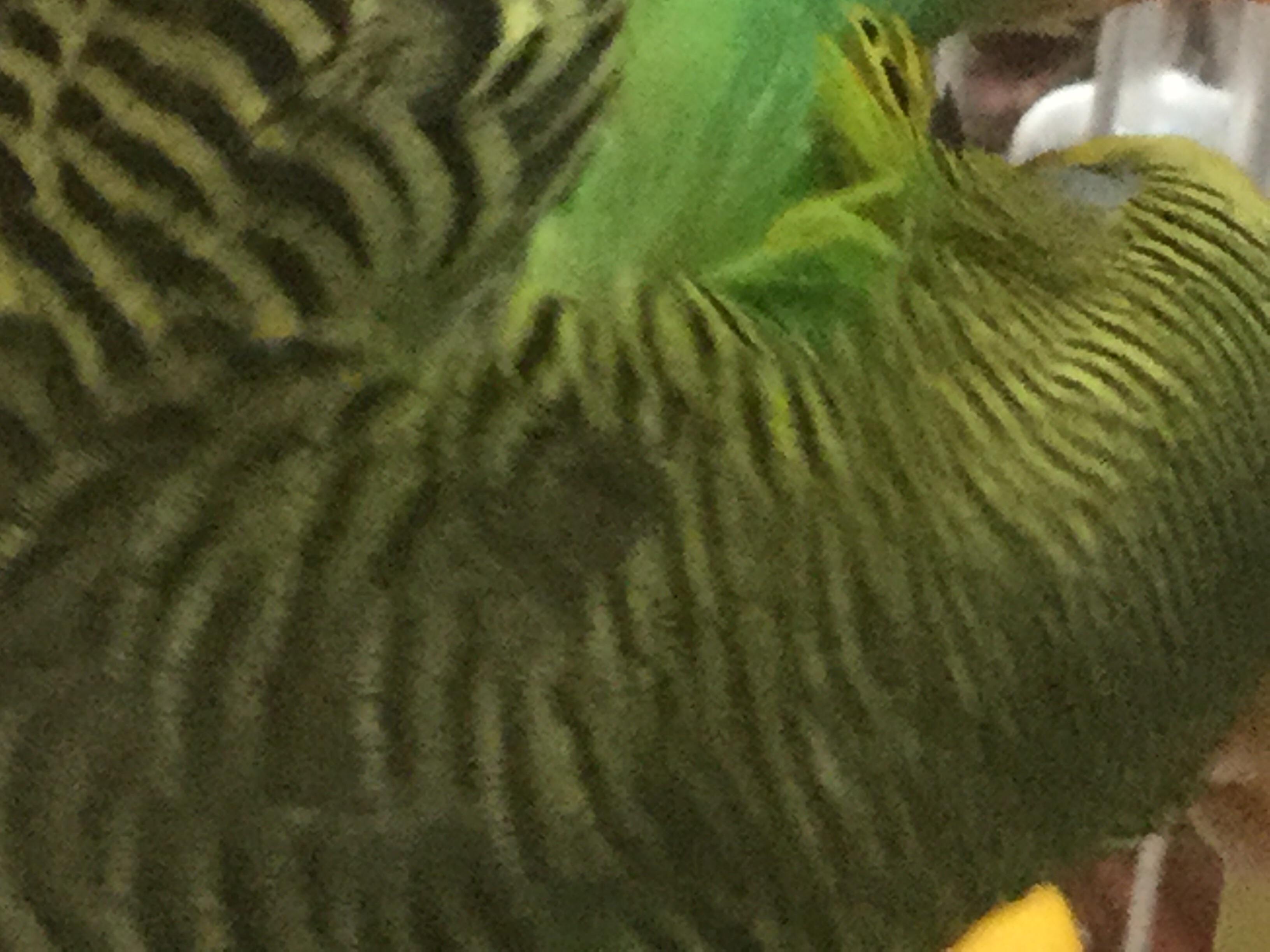 My Budgie's Tummy Bleeding from Feather Picking? What to Do | Petco