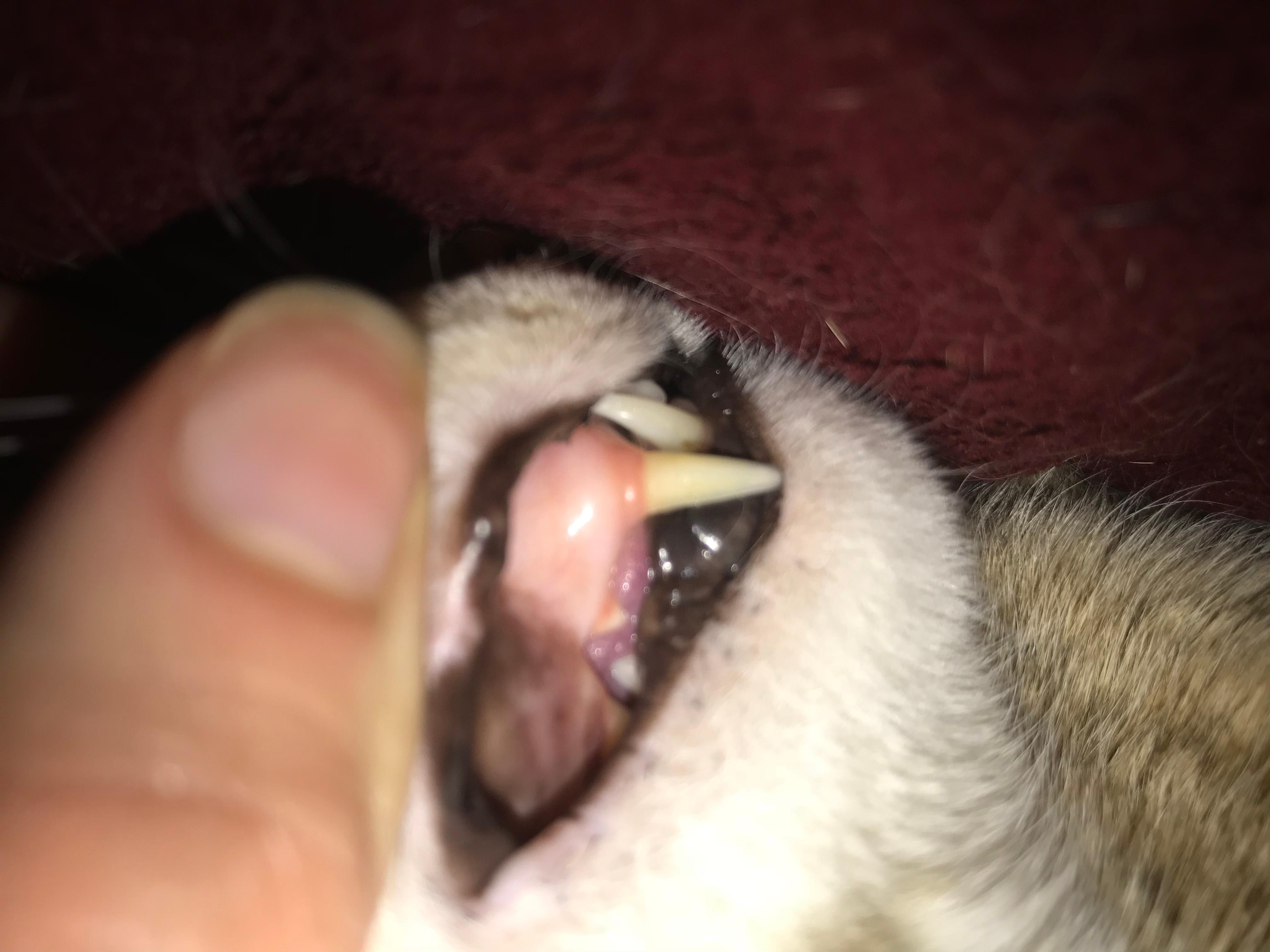 Cat has pale gums but seems normal. Could she be anemic? | Petco
