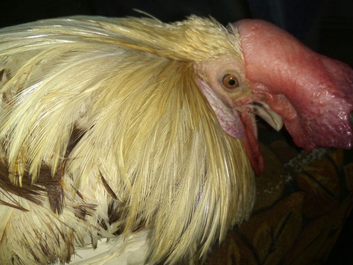 Why is my hen open-mouth breathing, not eating, and has mucus? | Petco