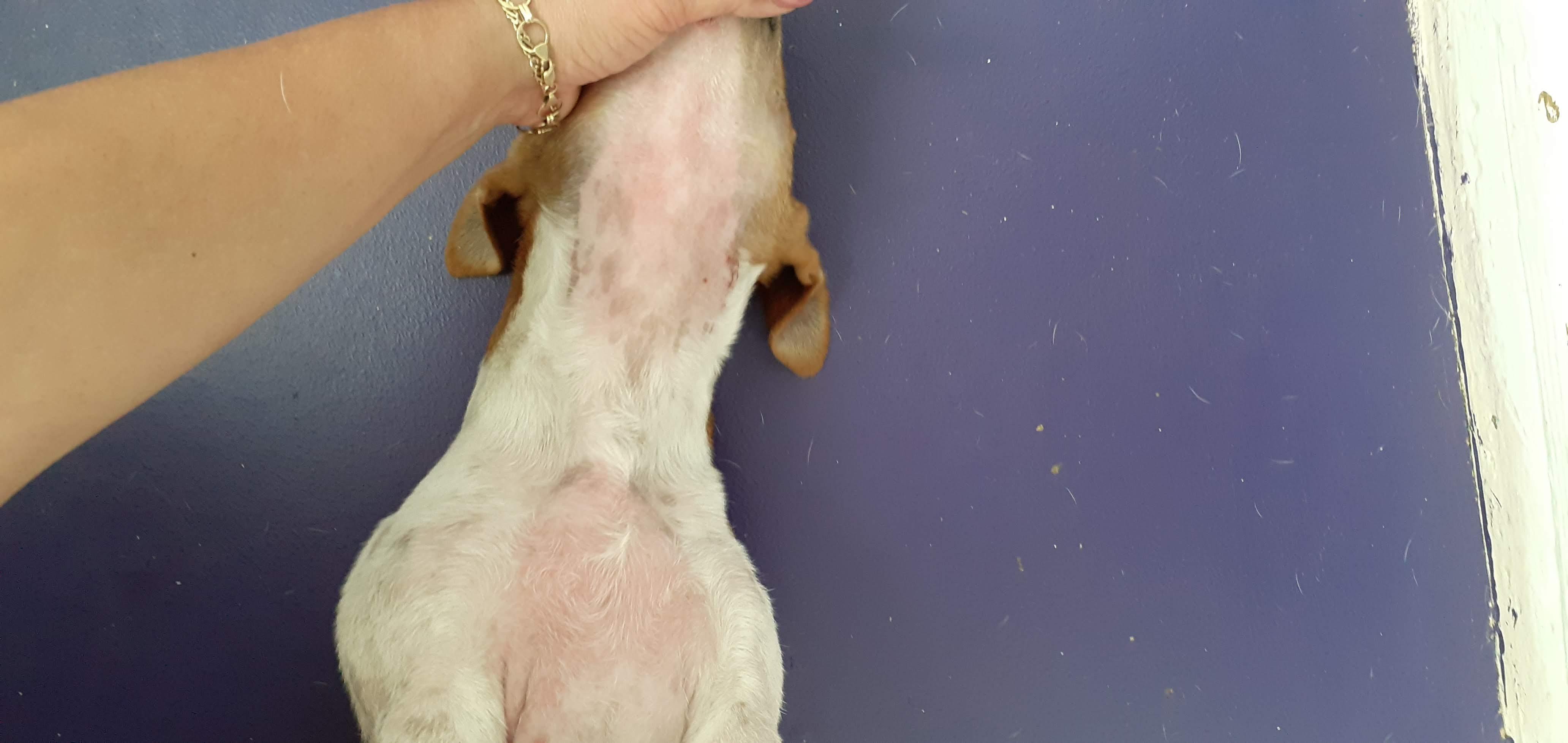 Why is my dog losing hair and has black patches on his belly? | Petco