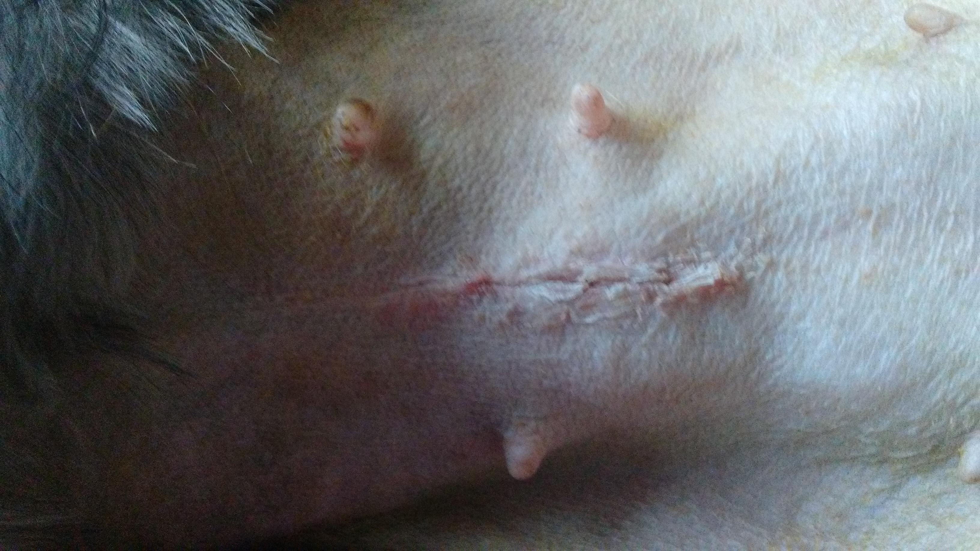 My dog's spay incision looks odd after 3 days. Normal with glue? | Petco
