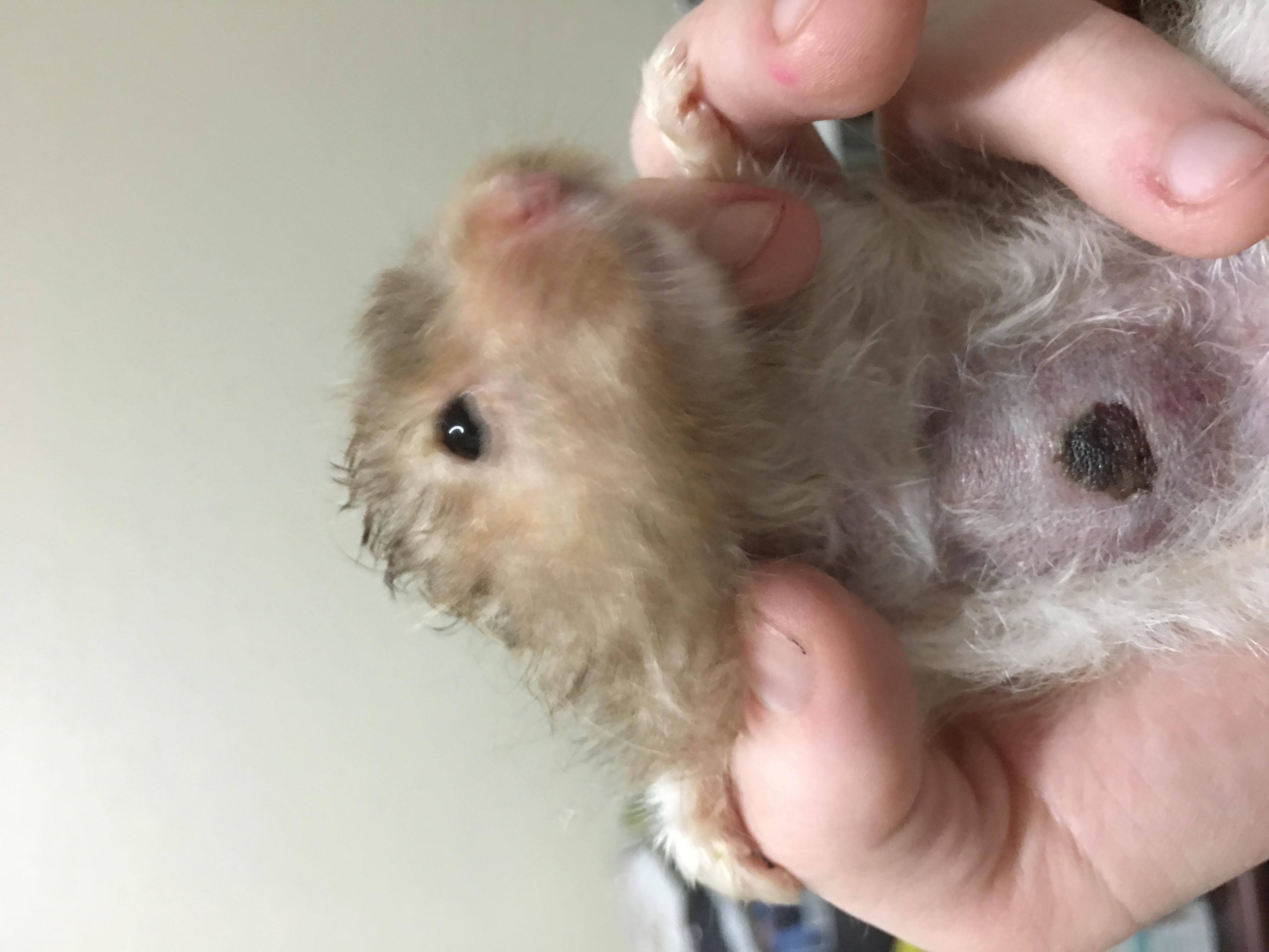 My hamster has a discolored belly & lump. Is it cancer? | Petco