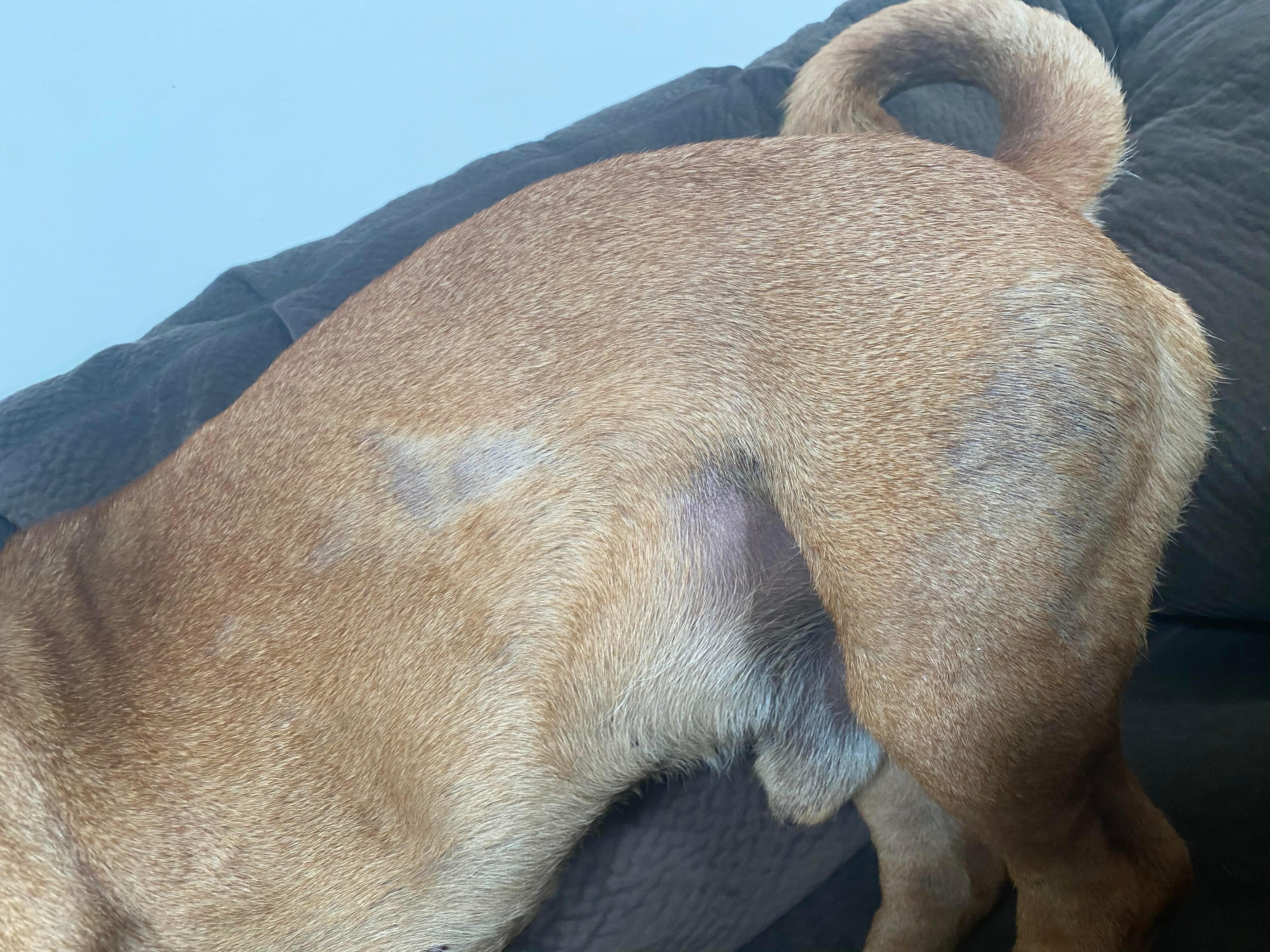 Why is my dog scratching, biting, and bumpy after flea treatment? | Petco