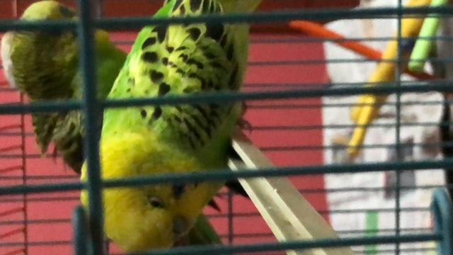 My Budgie Has a Swollen Leg & Can't Balance. What to Do? | Petco