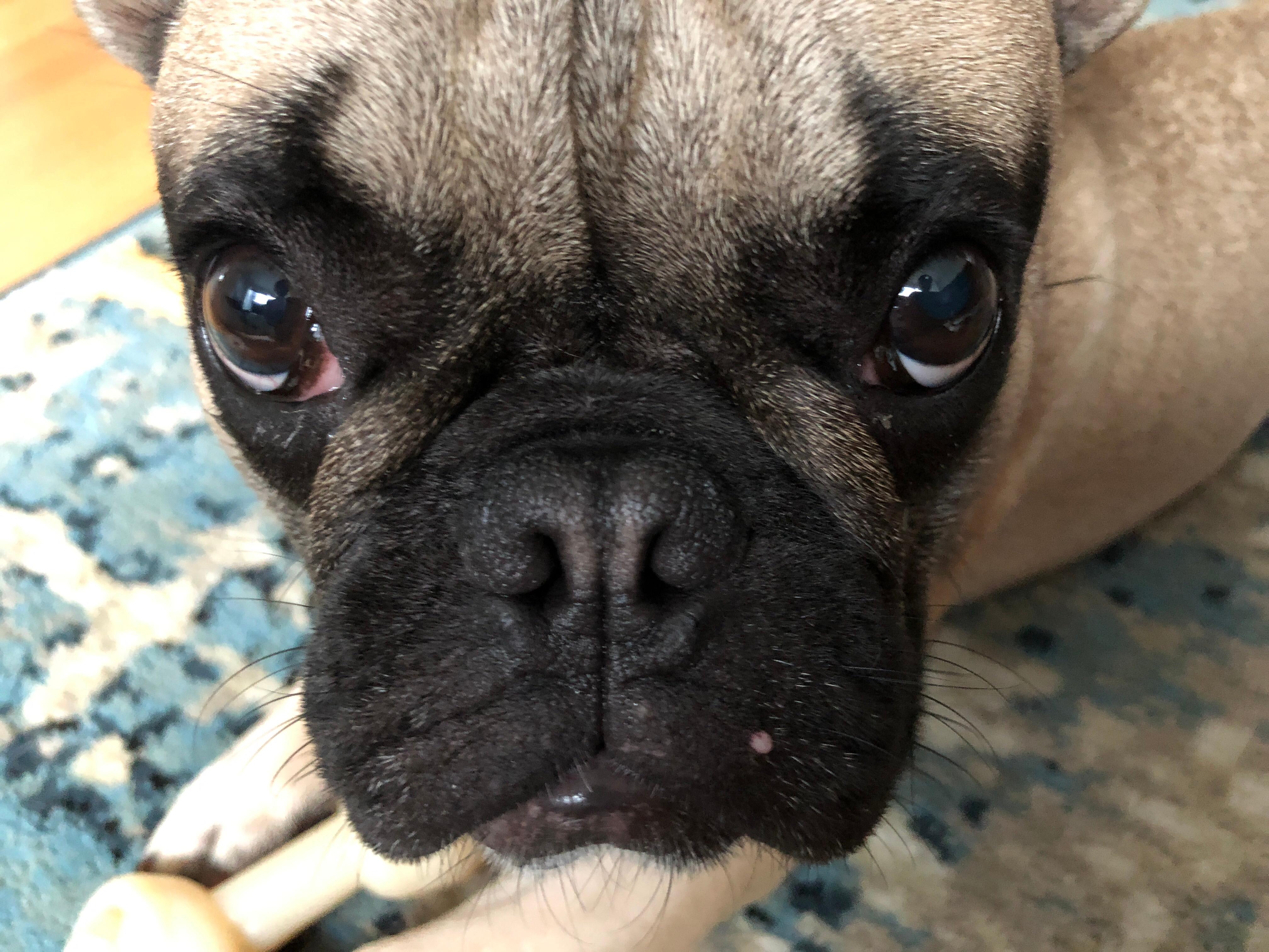 Pink Bump on Your Frenchie's Nose? Learn What It Is & What To Do | Petco