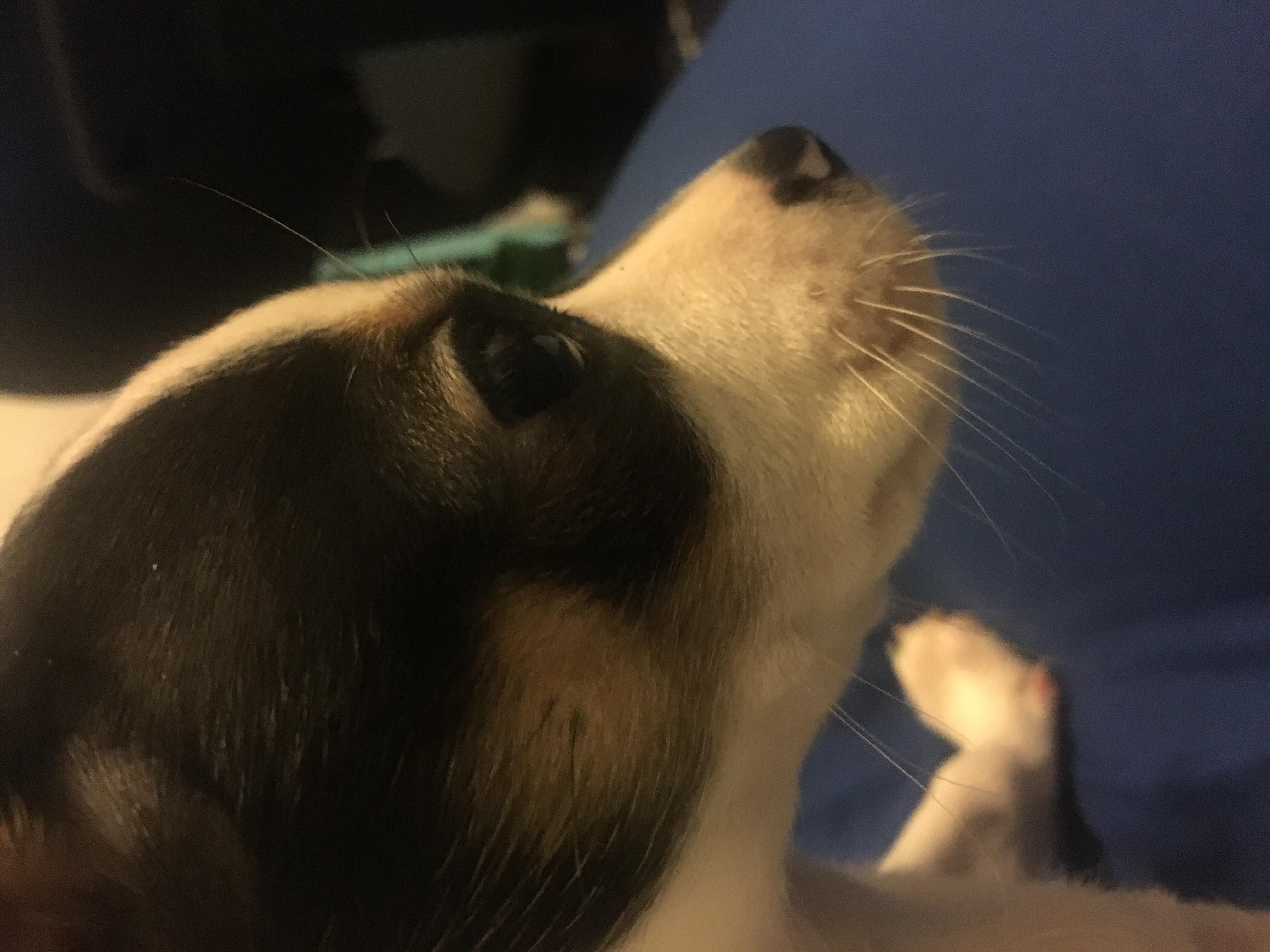 My Dog's Eye Is Bulging & Third Eyelid Showing: What to Do? | Petco