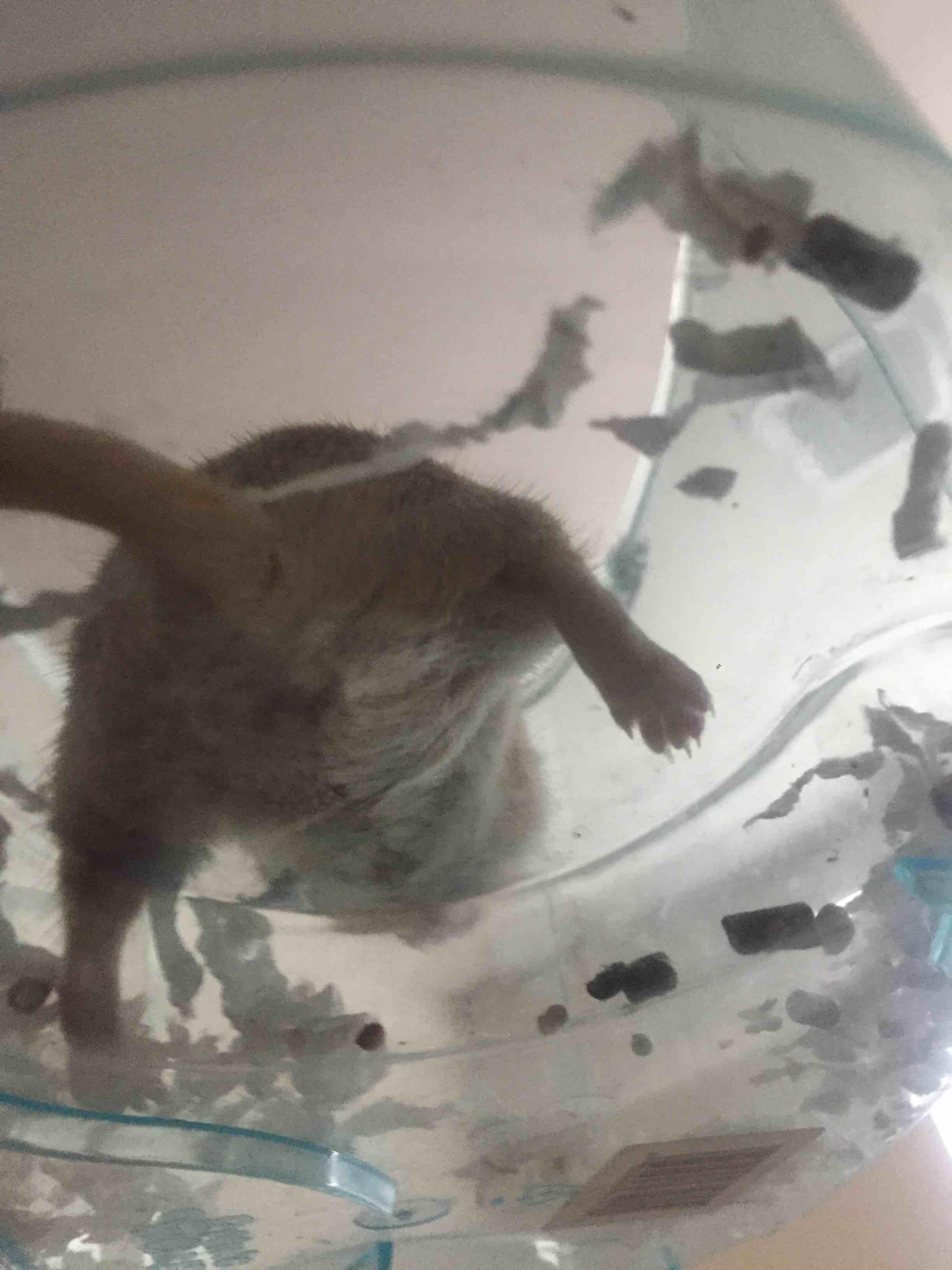 What are the signs to tell if my gerbil is a male or female? | Petco
