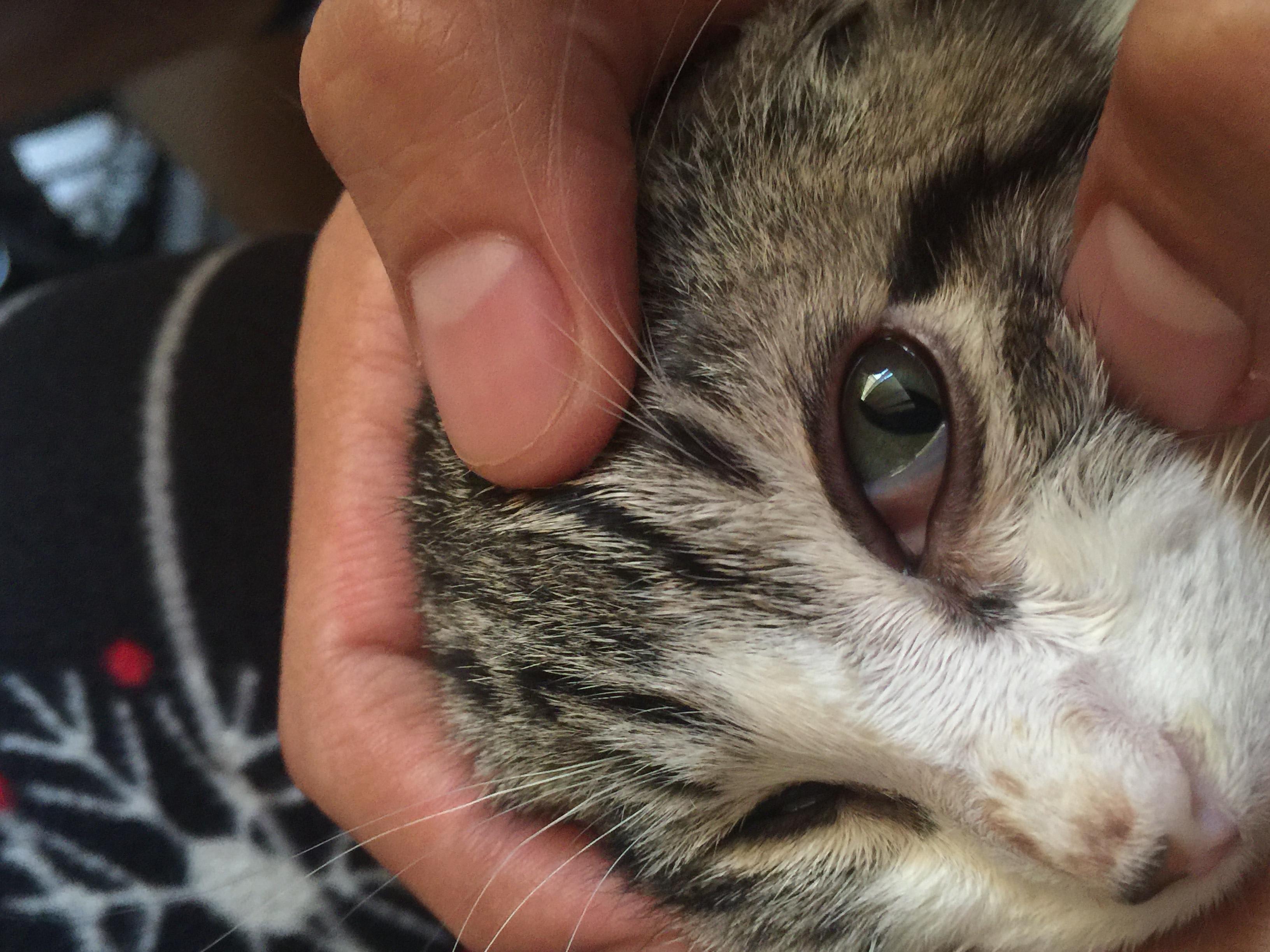 My Cat's Eye is Red, Gooey, Has Pus, Won't Open. Vet Needed? | Petco
