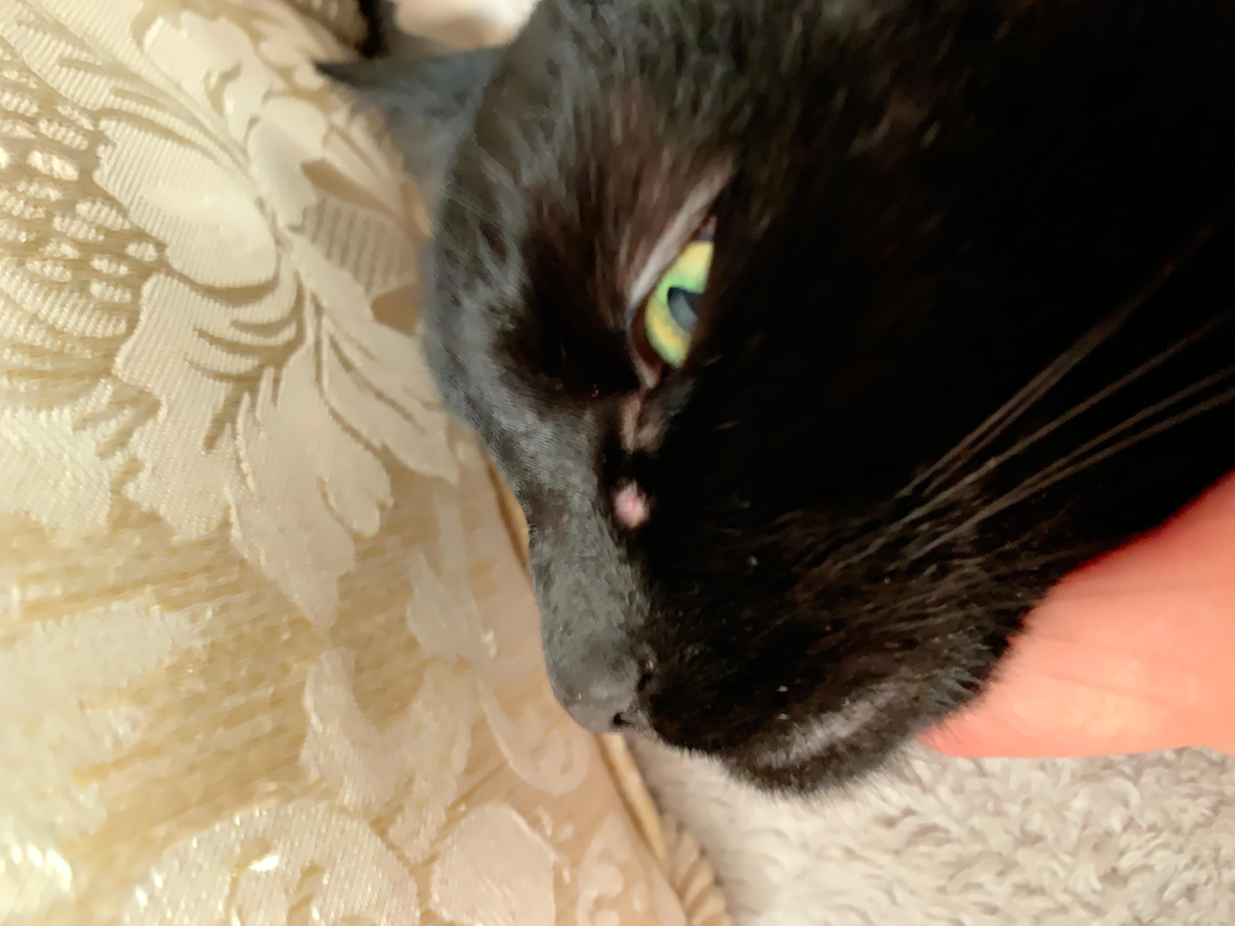 Why does my cat suddenly have a small bald spot on her face? | Petco