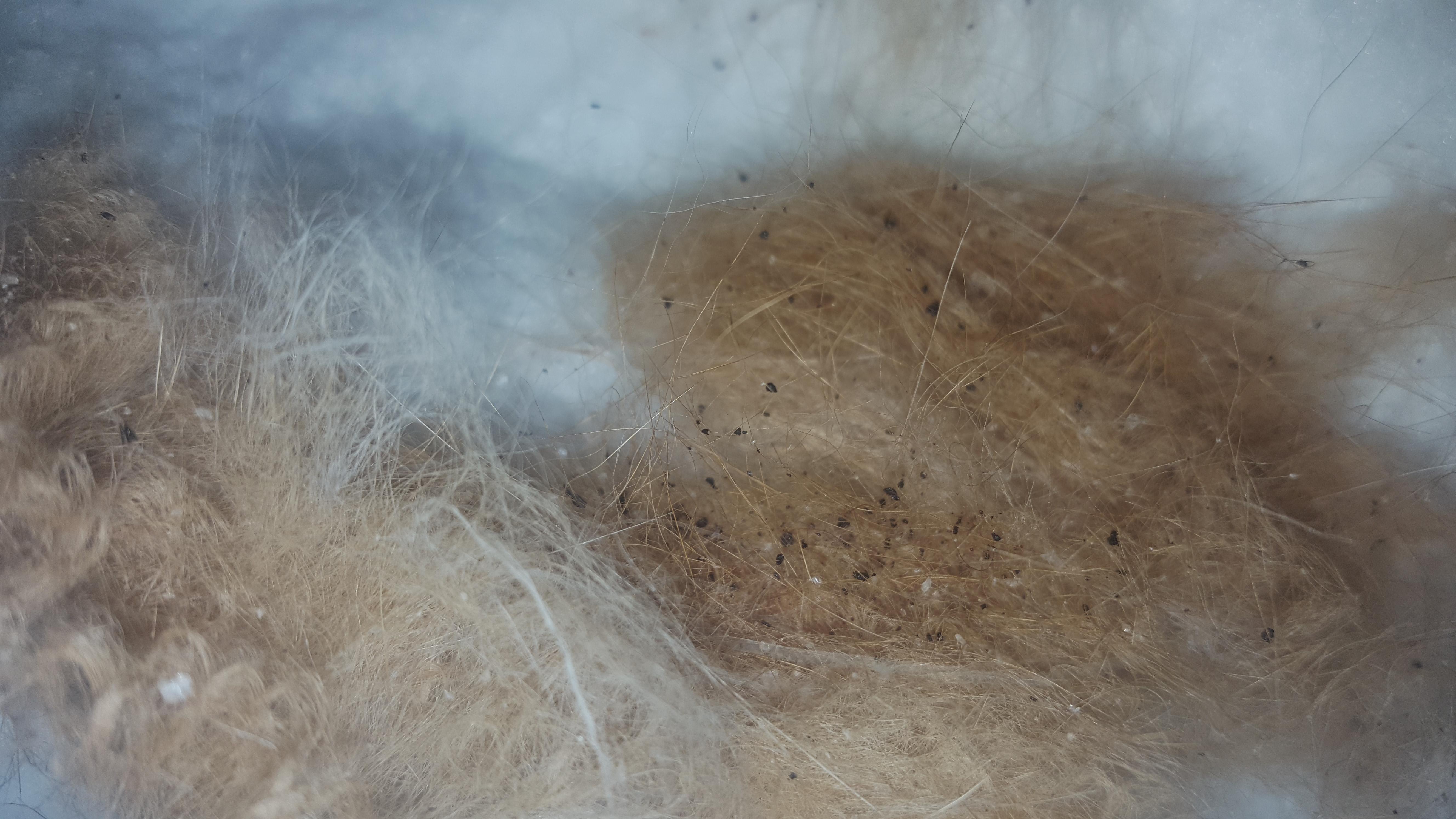 My cat has flea dirt but no fleas. What are these dark specks? | Petco