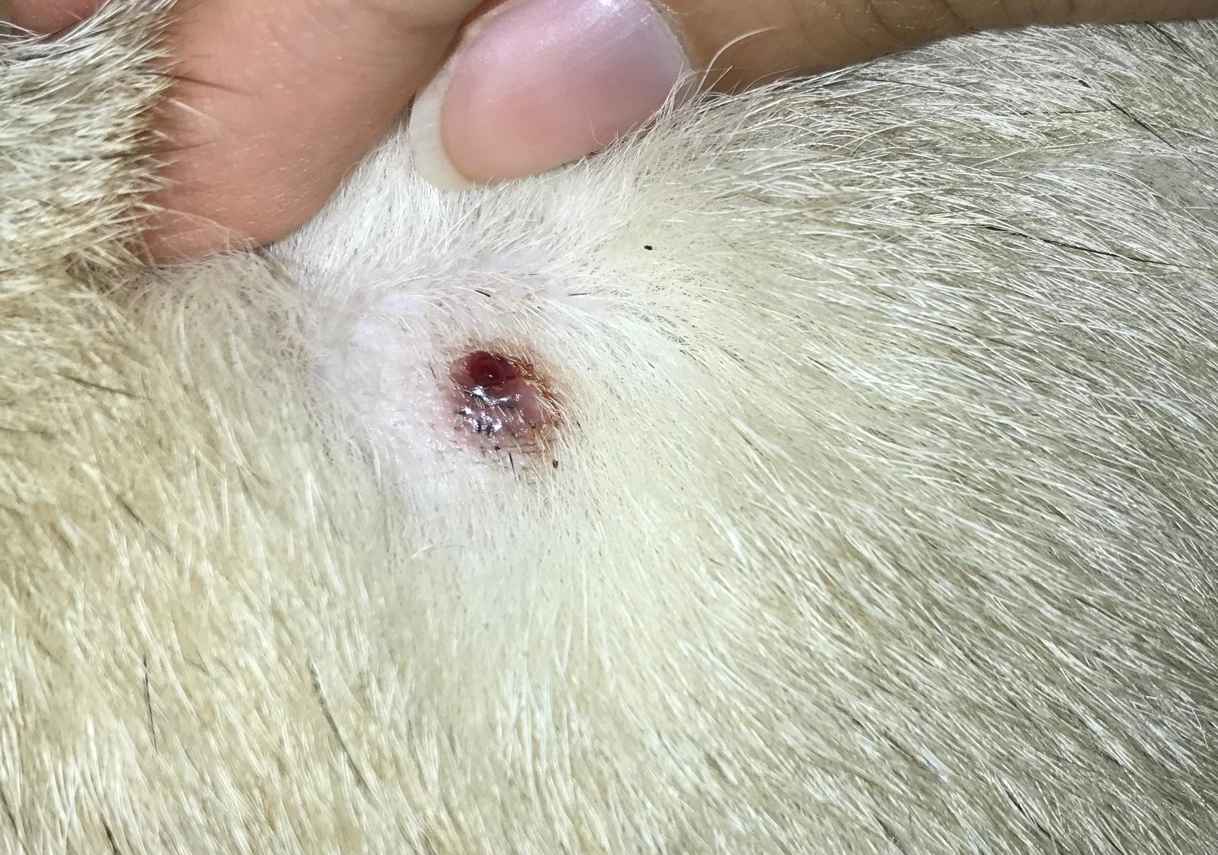 Bleeding, Crusty Spot on Dog's Back? Is it a Tick Bite? | Petco