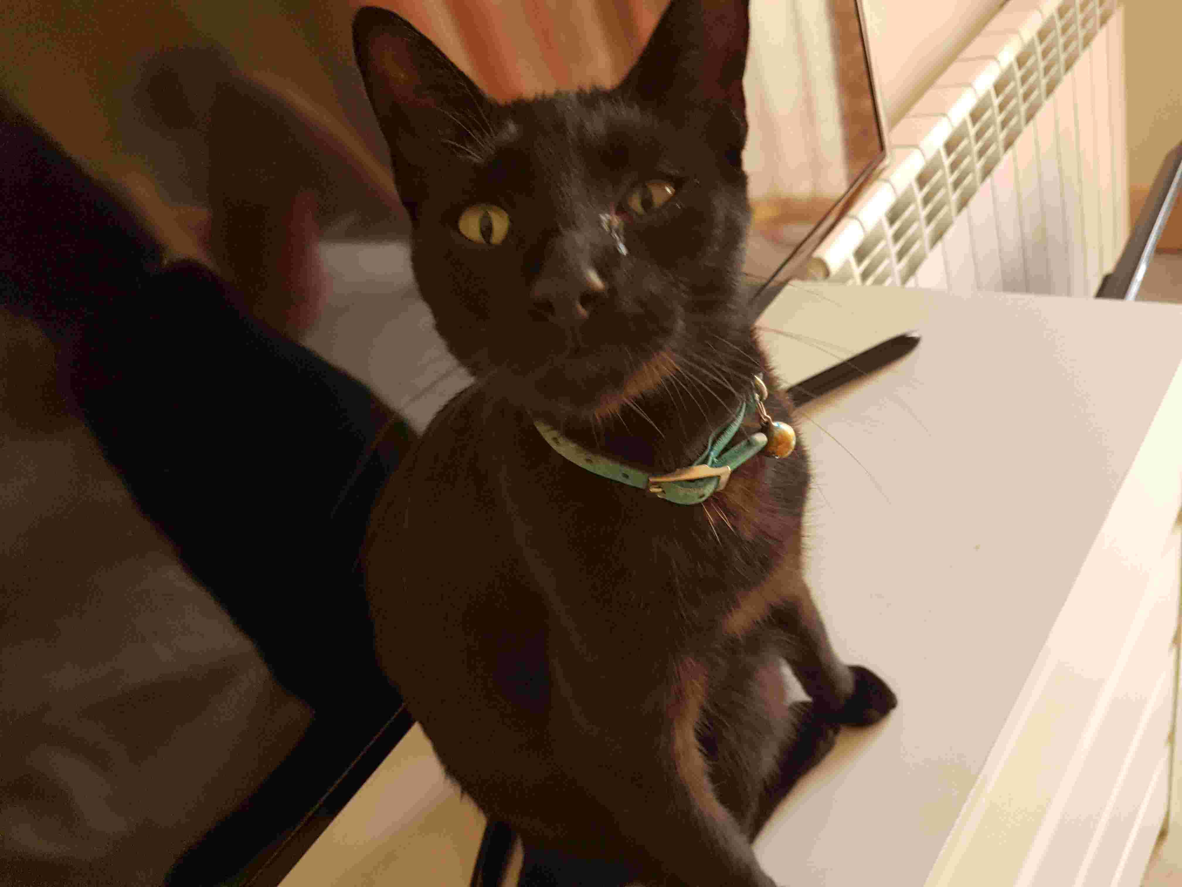 My Cat's Eye Red, Weeping, Third Eyelid Sore After Drops? | Petco