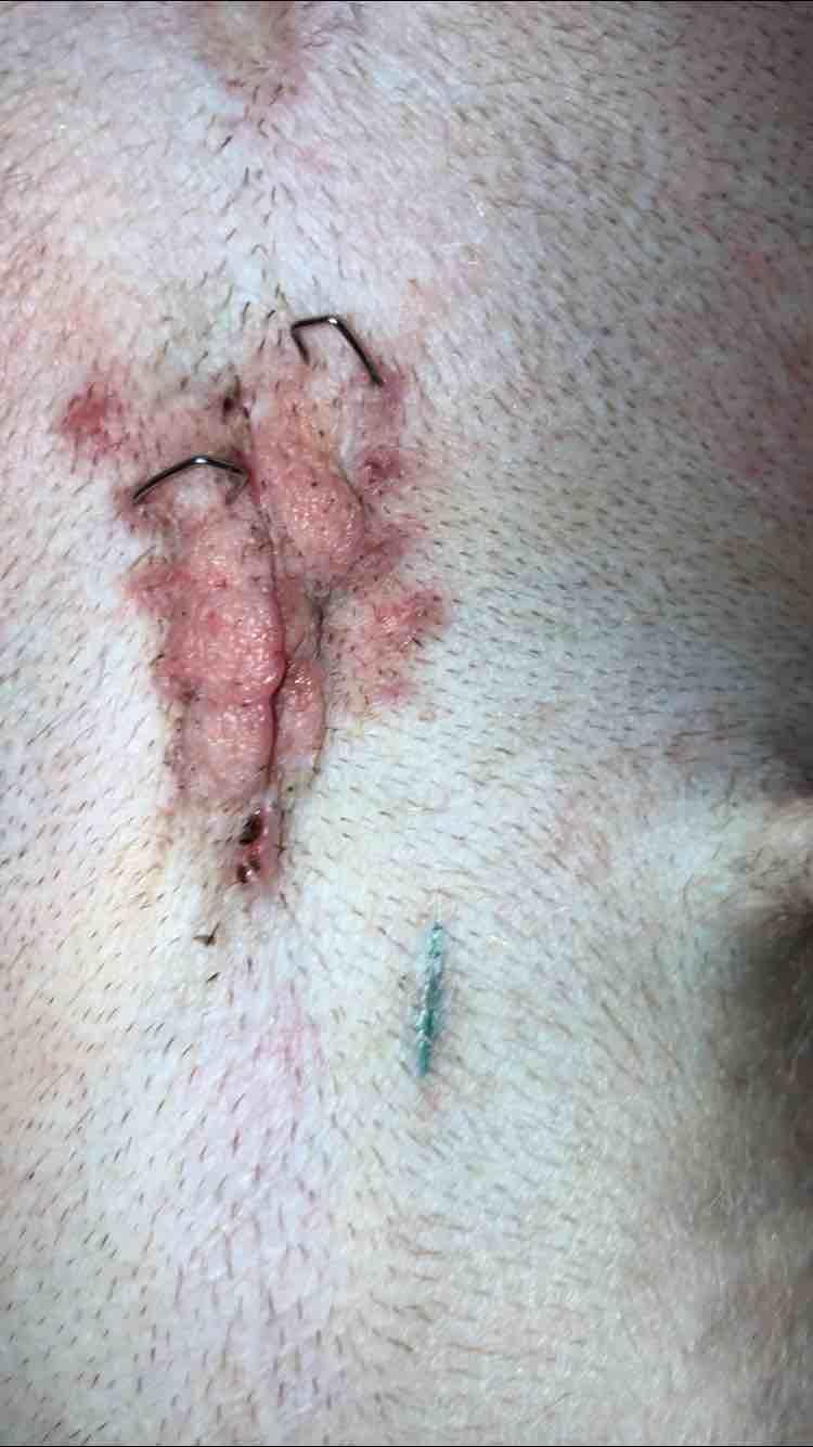 My dog pulled staples from incision. Is she okay until tomorrow? | Petco