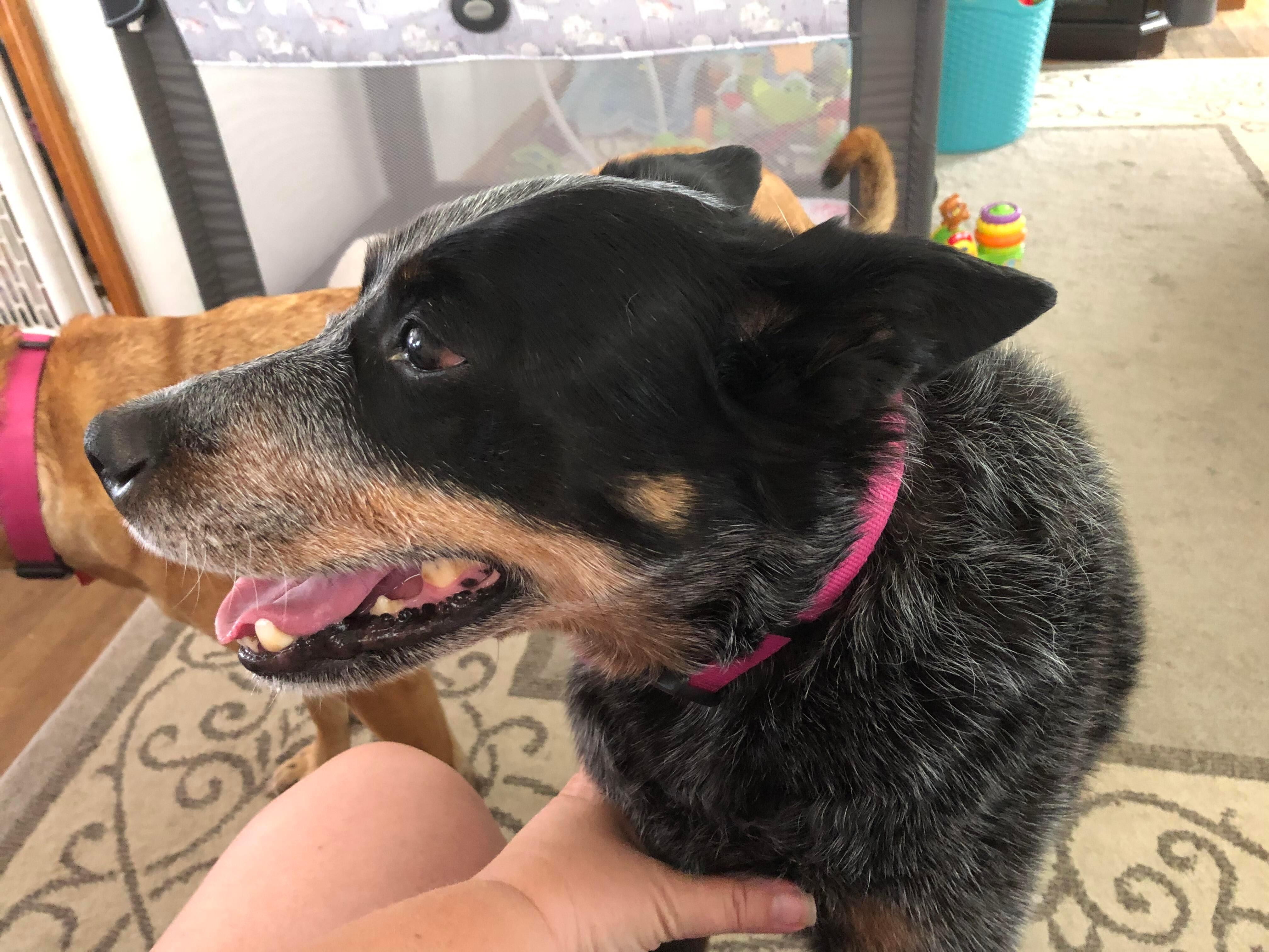 My Dog Has a Red Eye: Is It Allergies? Can I Use Visine? | Petco