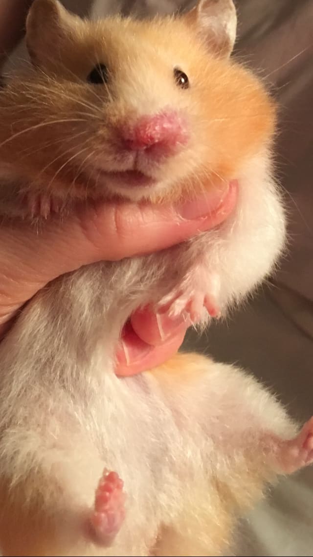 My Hamster Has a Red, Swollen Bump on Her Nose. What Is It? | Petco