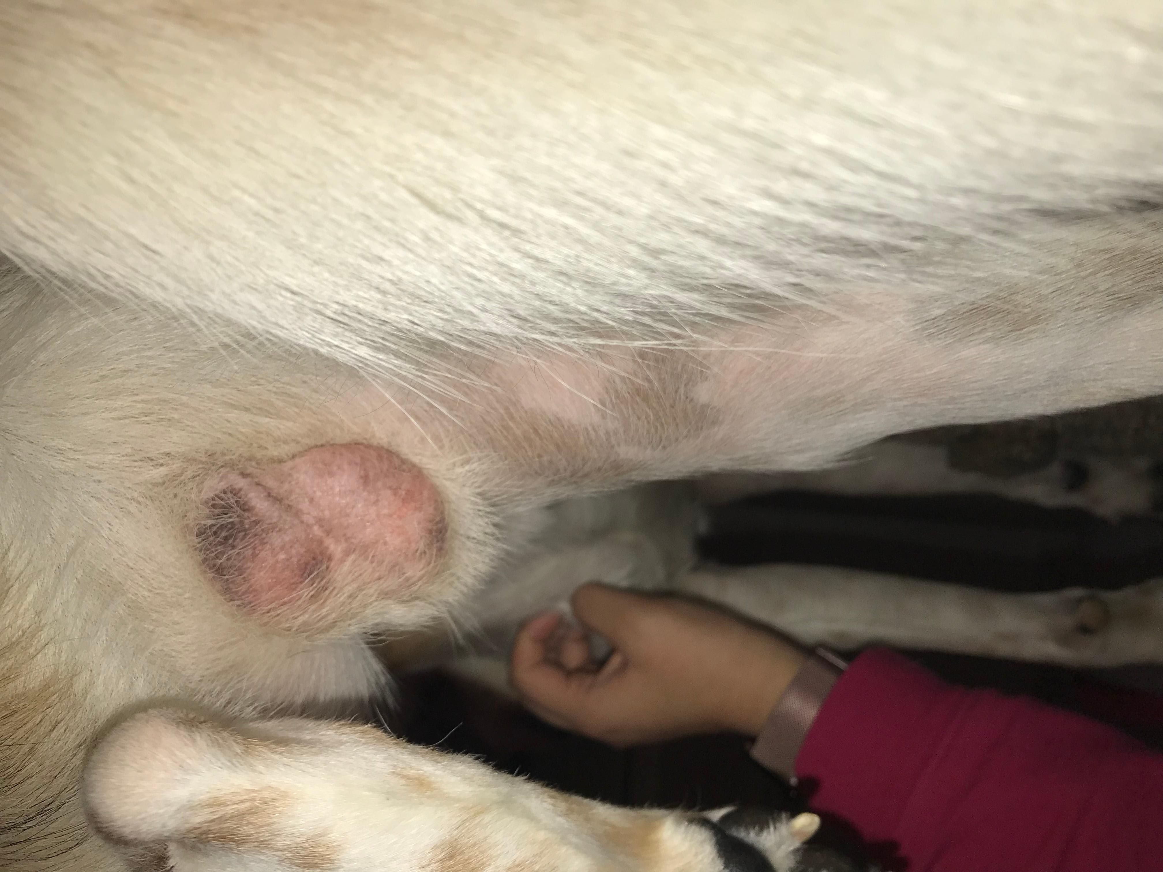 My puppy has a dark spot on his testicle. Should I be concerned? | Petco