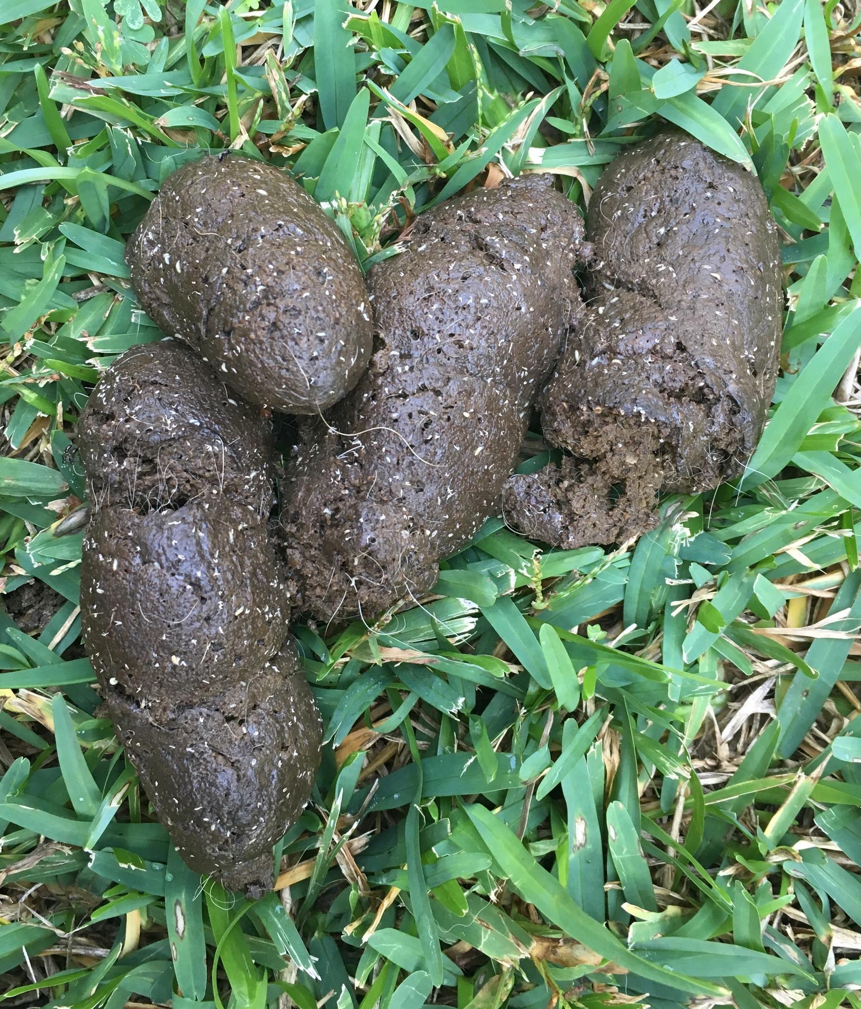 White Segments in Dog Poop? Is it Tapeworm & How to Treat? | Petco