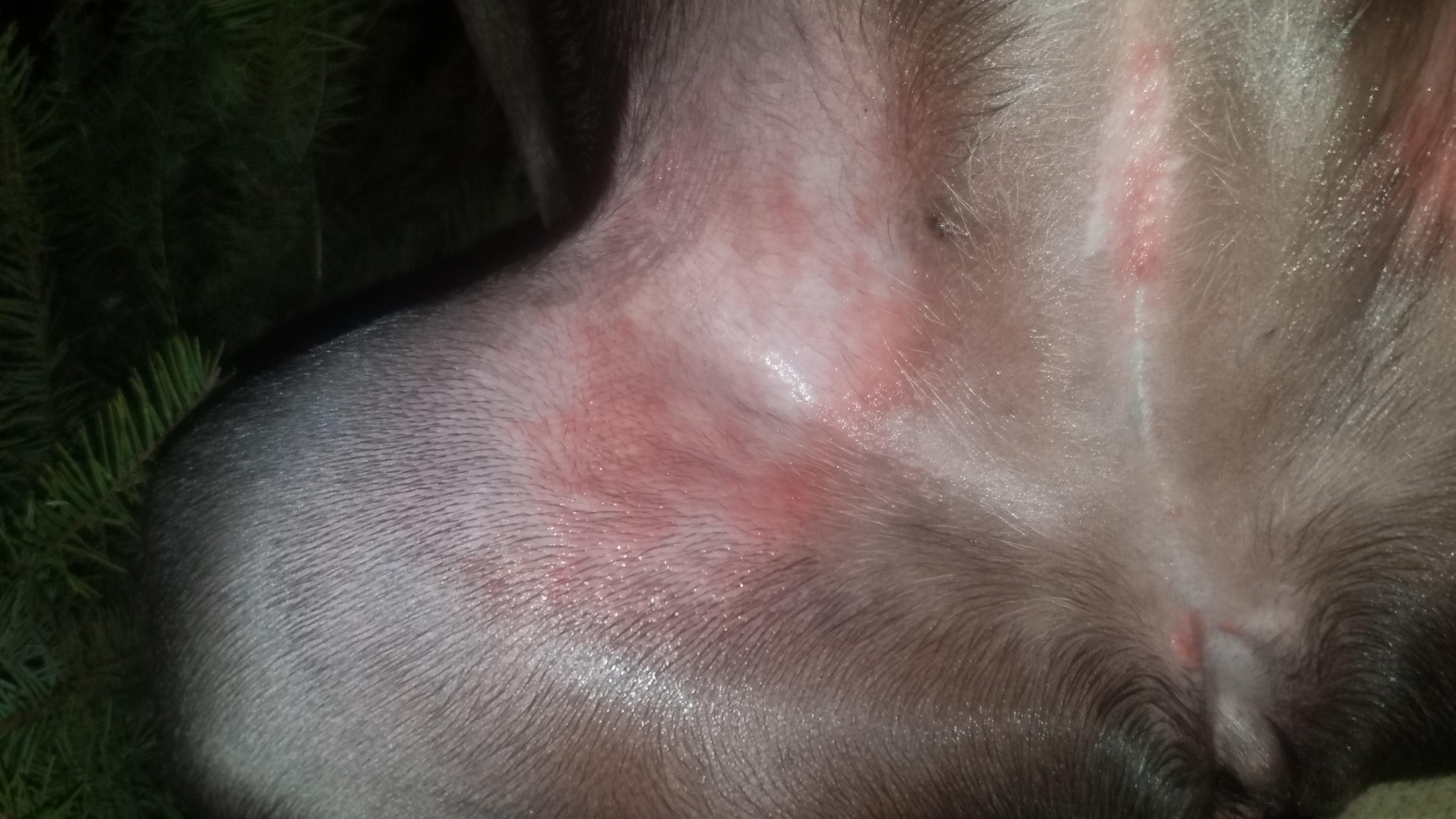 Dog Has Red Itchy Rash from Licking? Find Solutions & Relief | Petco