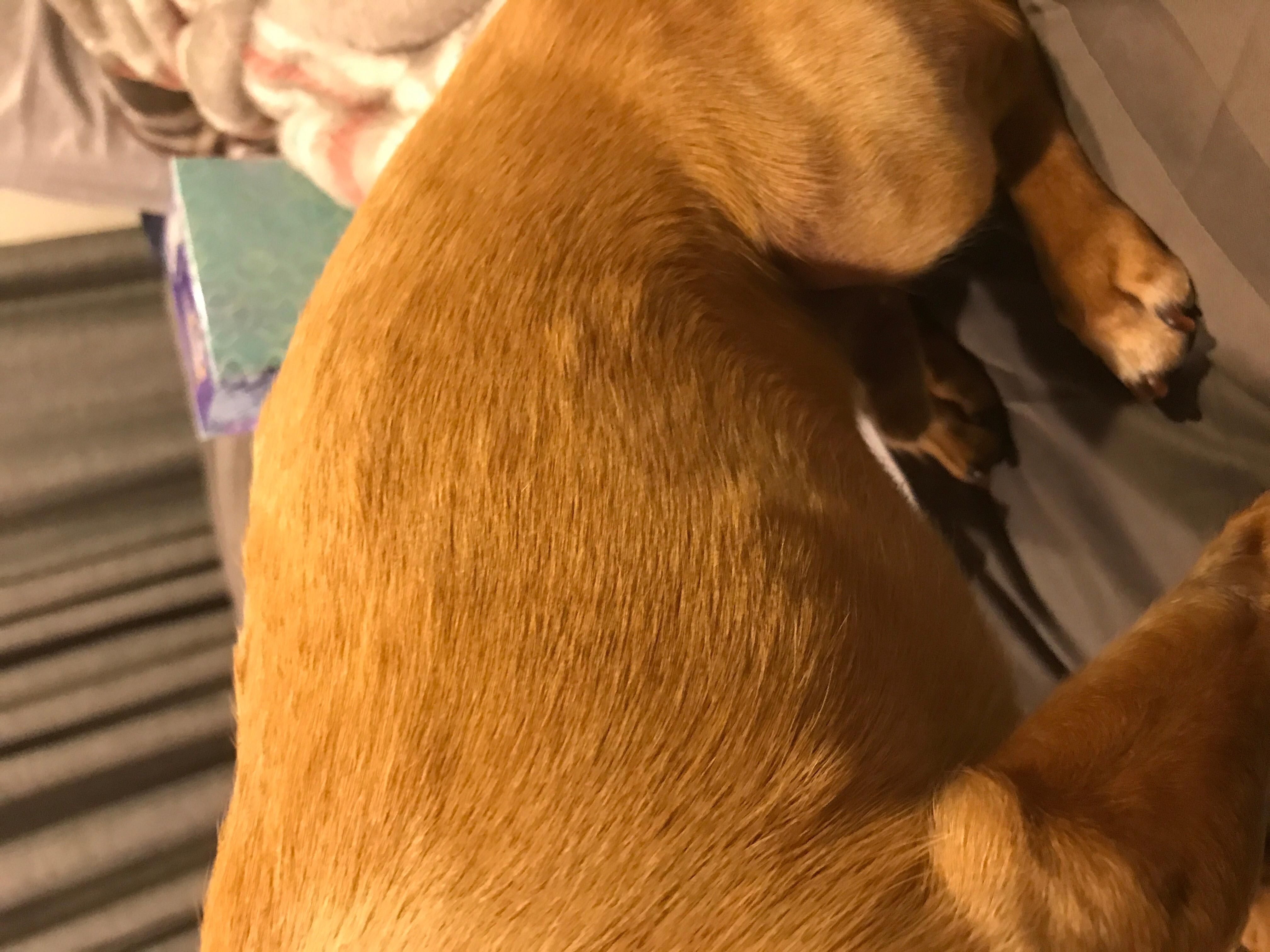 My Dog Has Bumps and Scabs on His Back: What's Causing Them? | Petco