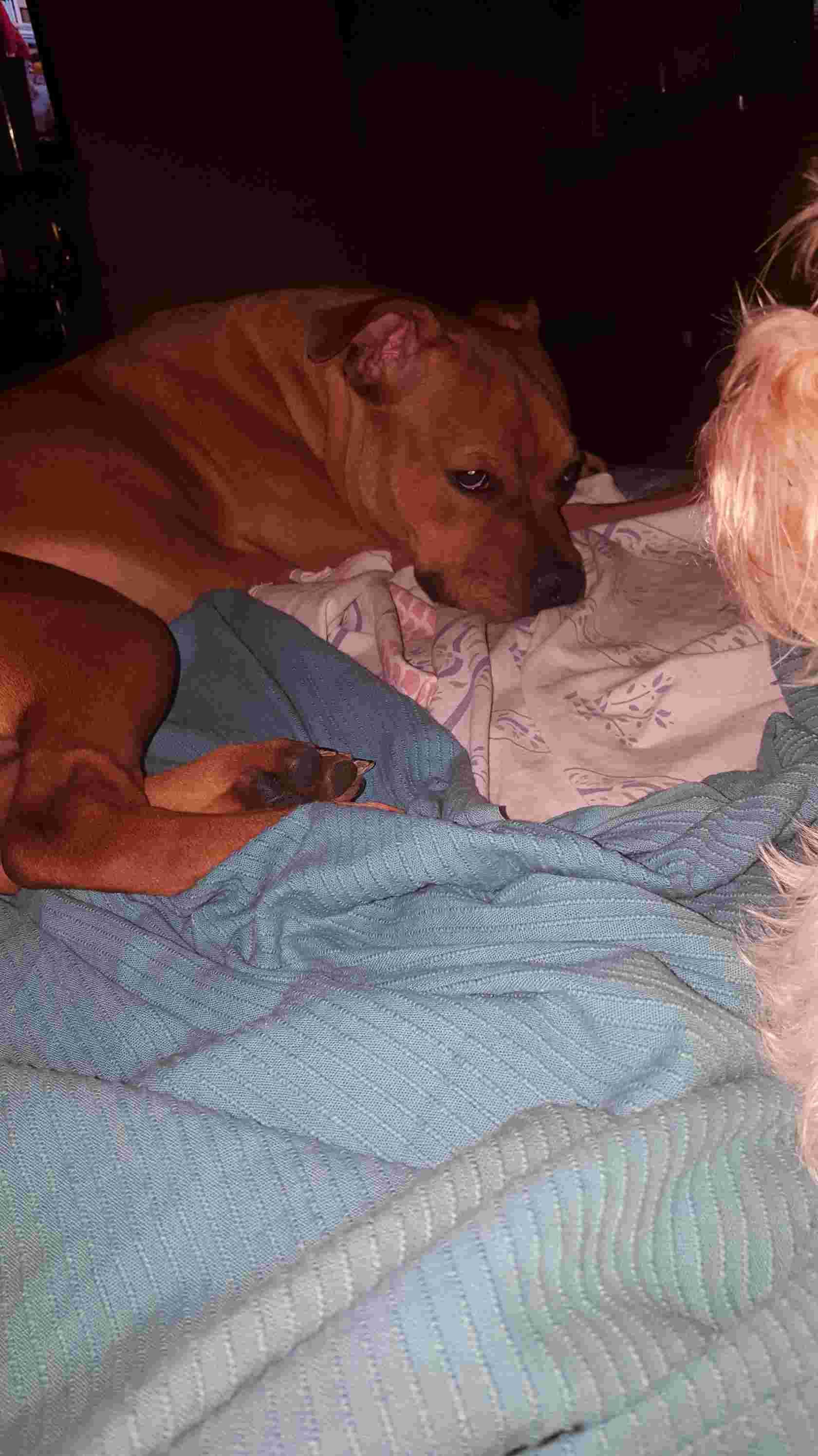 My Spayed Dog Is In Heat: How to Care & Keep Her Safe | Petco