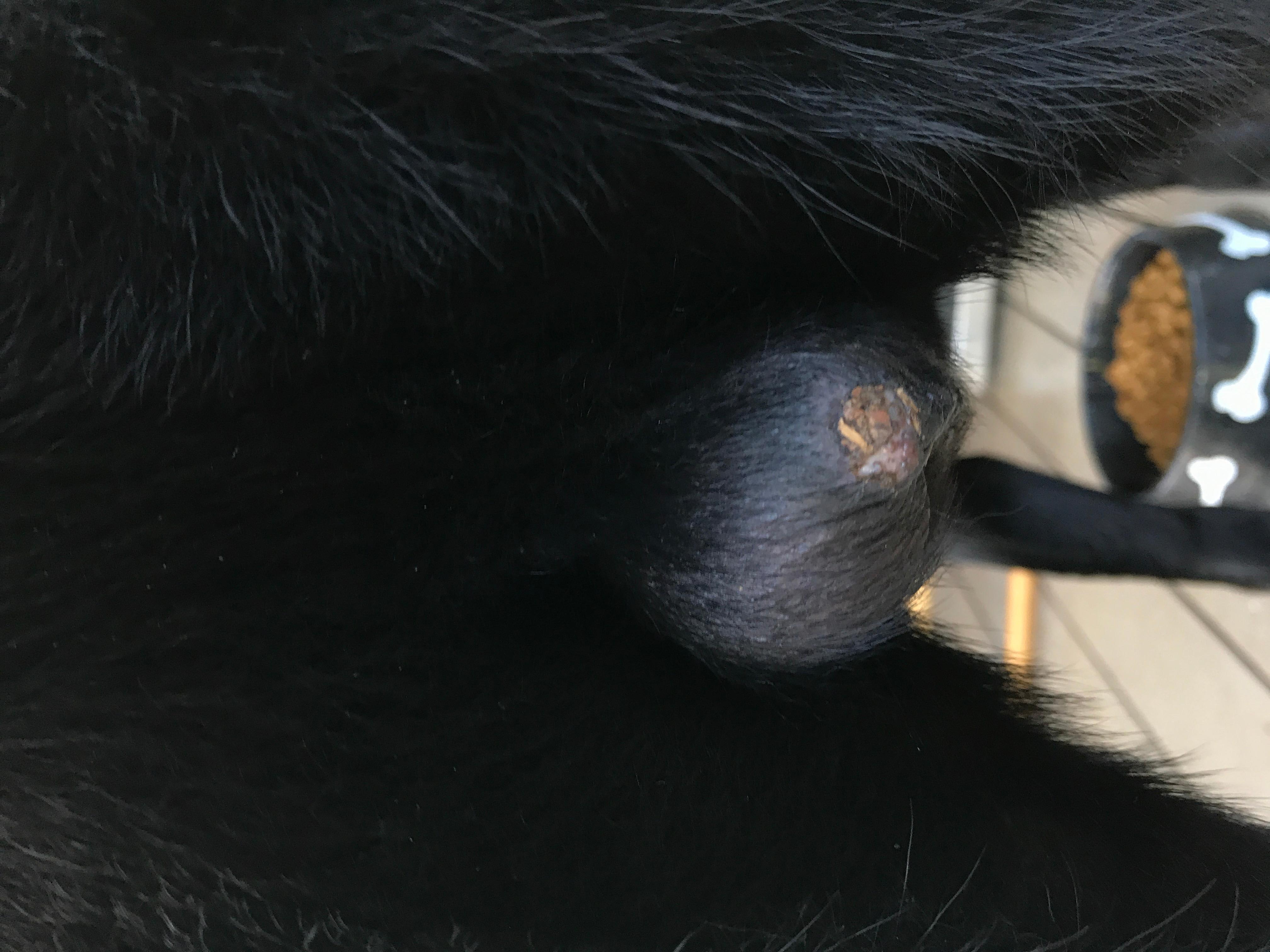 My dog has a yellow ulcer or wound on his testicle. Help! | Petco