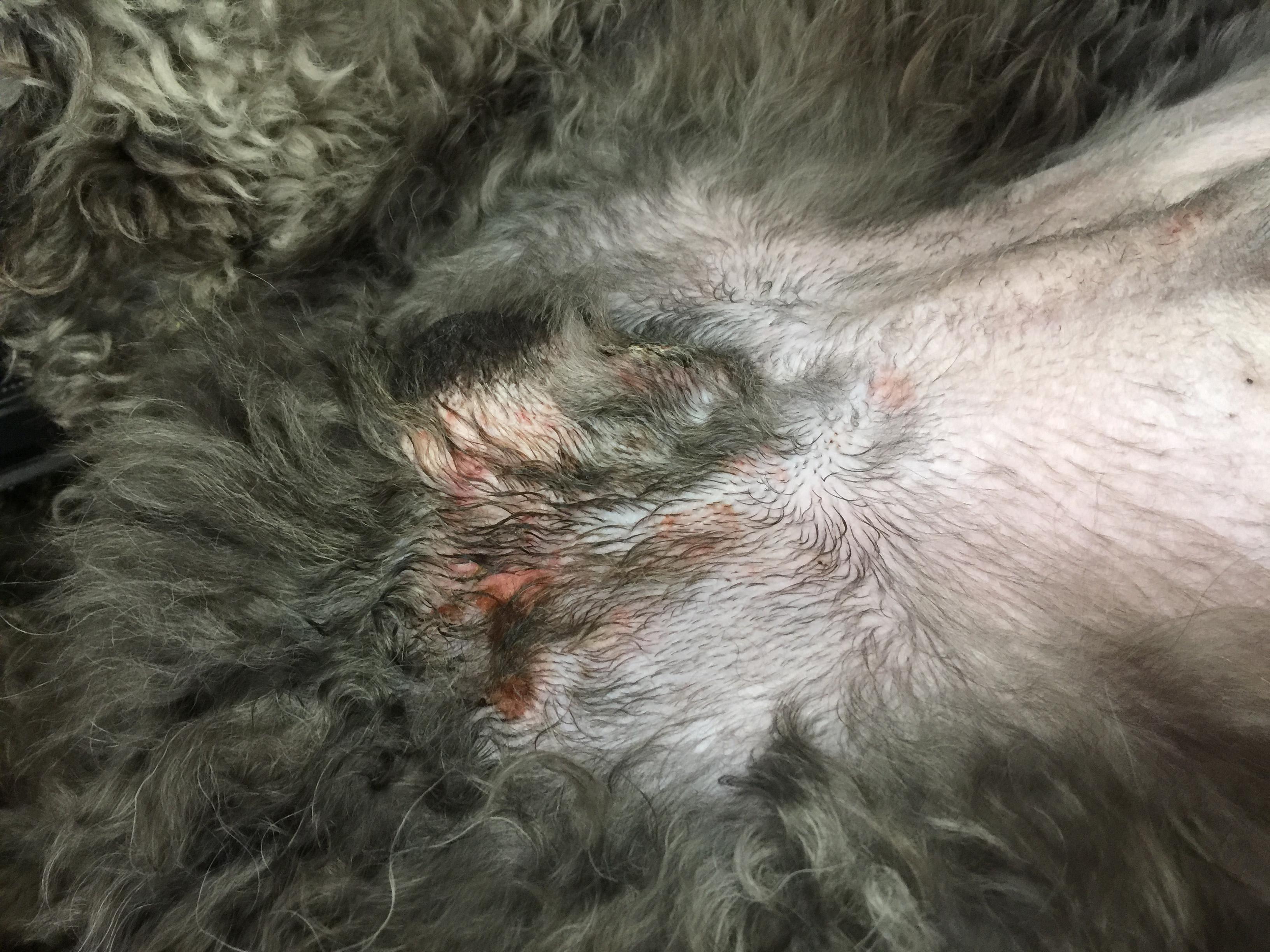 Dog's red, scabbed groin rash after neuter: Is it a hot spot? | Petco