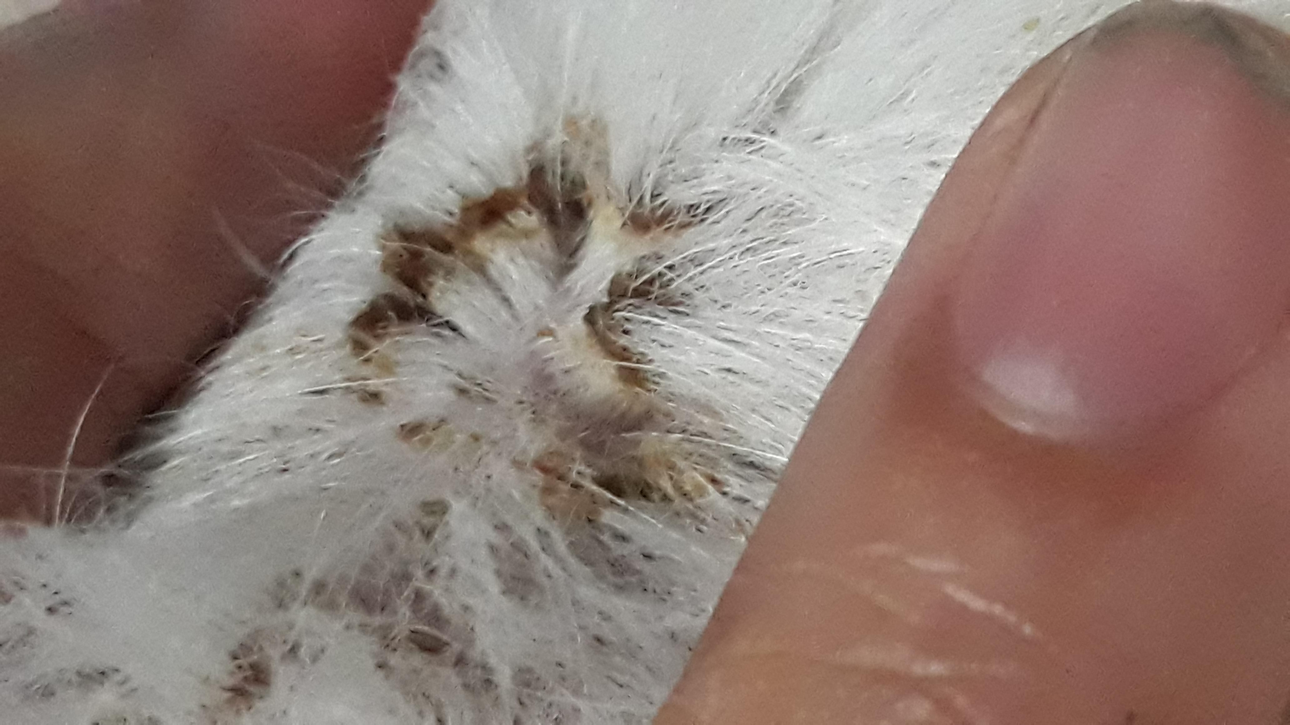 How to Treat Dry, Scaly Skin & Scabs on 2-Week-Old Puppies | Petco