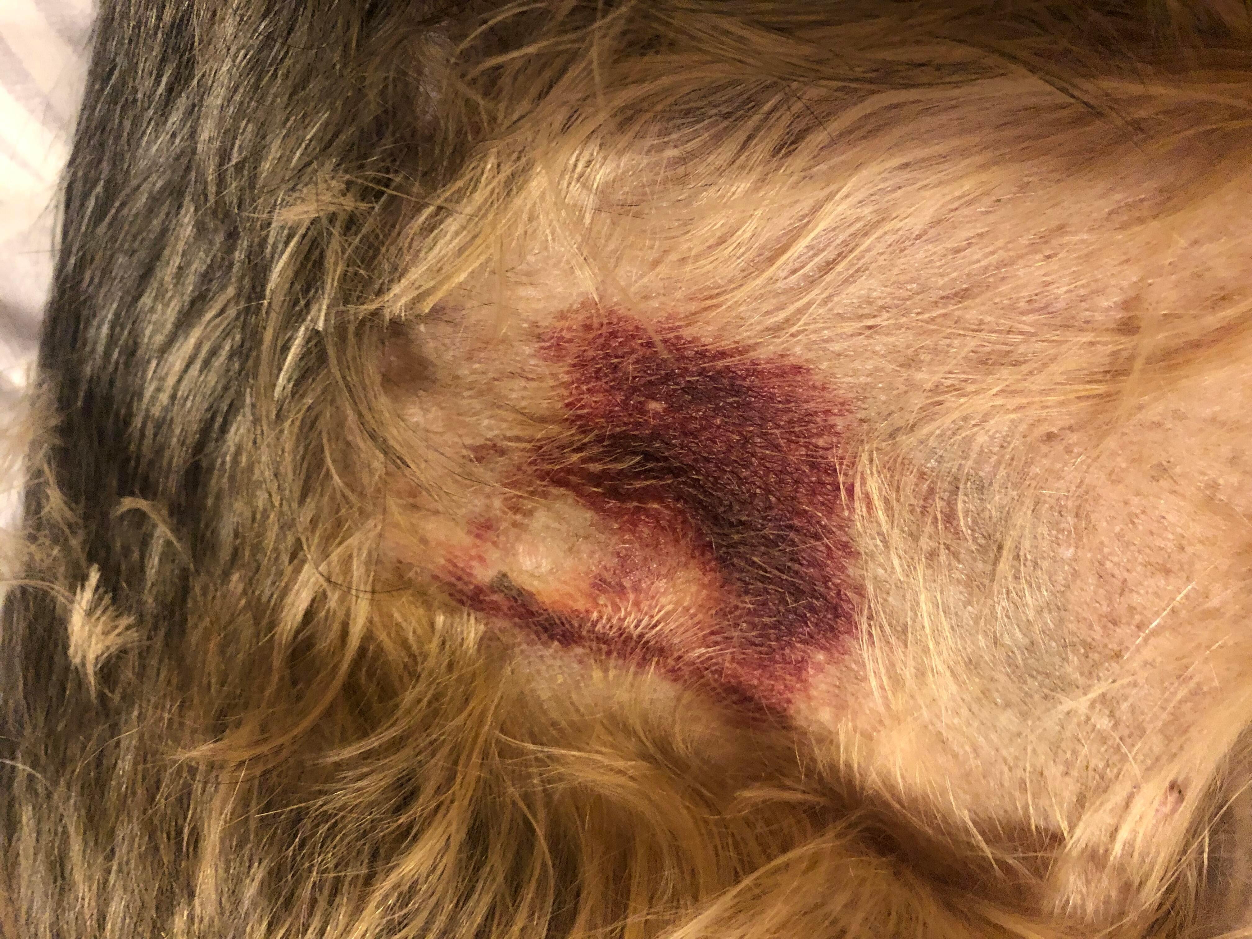 Sudden Bruised Lump on Your Yorkie's Side? Get Answers Now | Petco