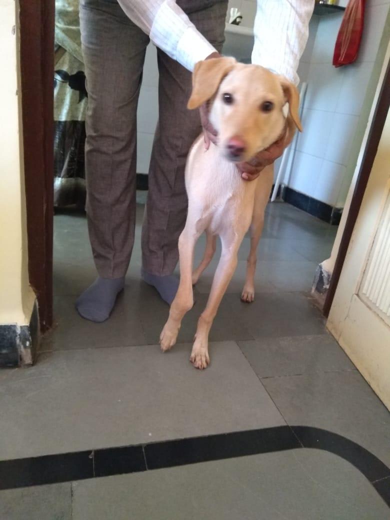 Dog's Leg Broken/Dislocated, No Vet? How to Help It Heal | Petco