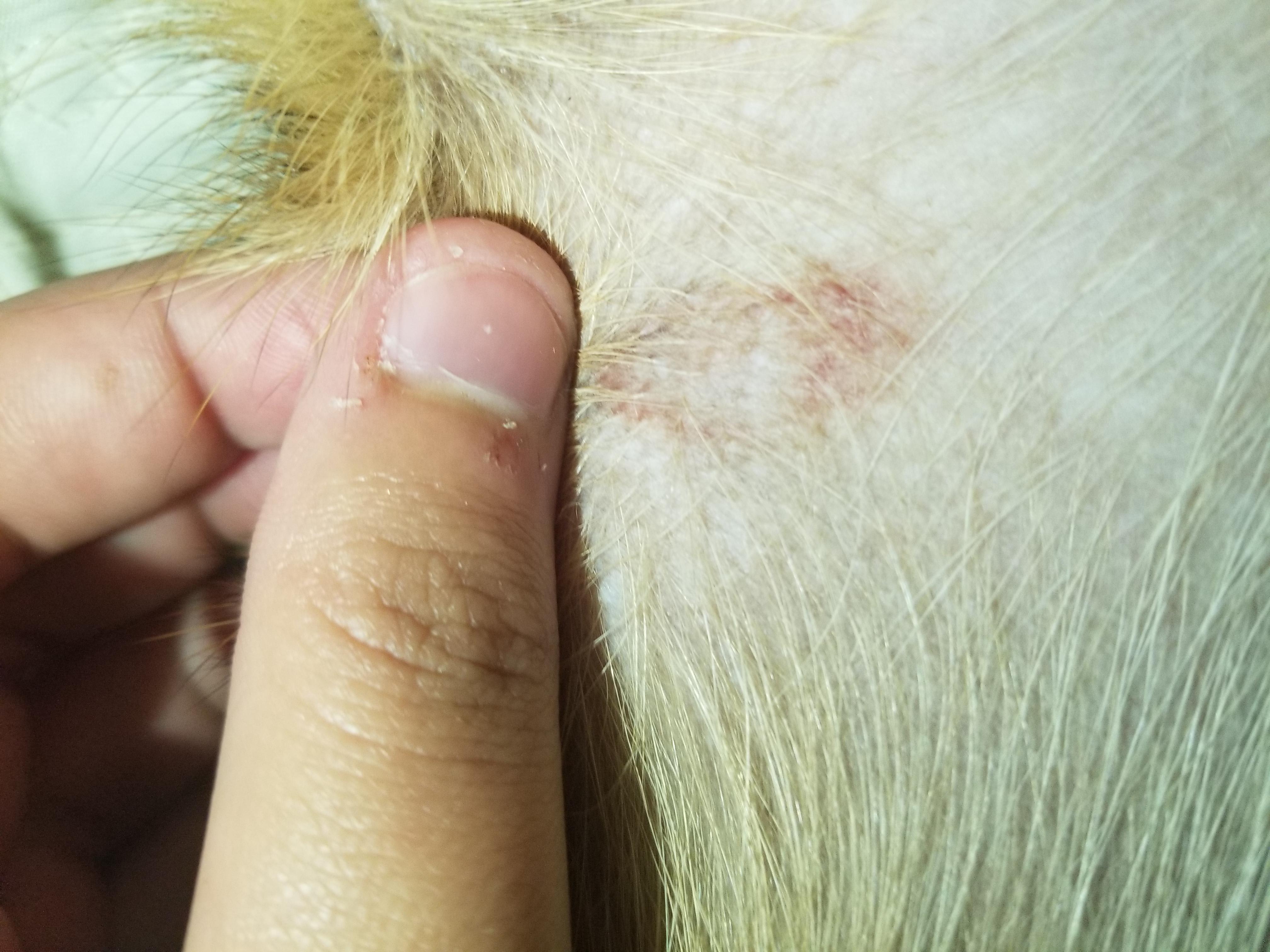 What's This Fading Spot on My Dog? Ringworm, Tick, or Fly Bite? | Petco