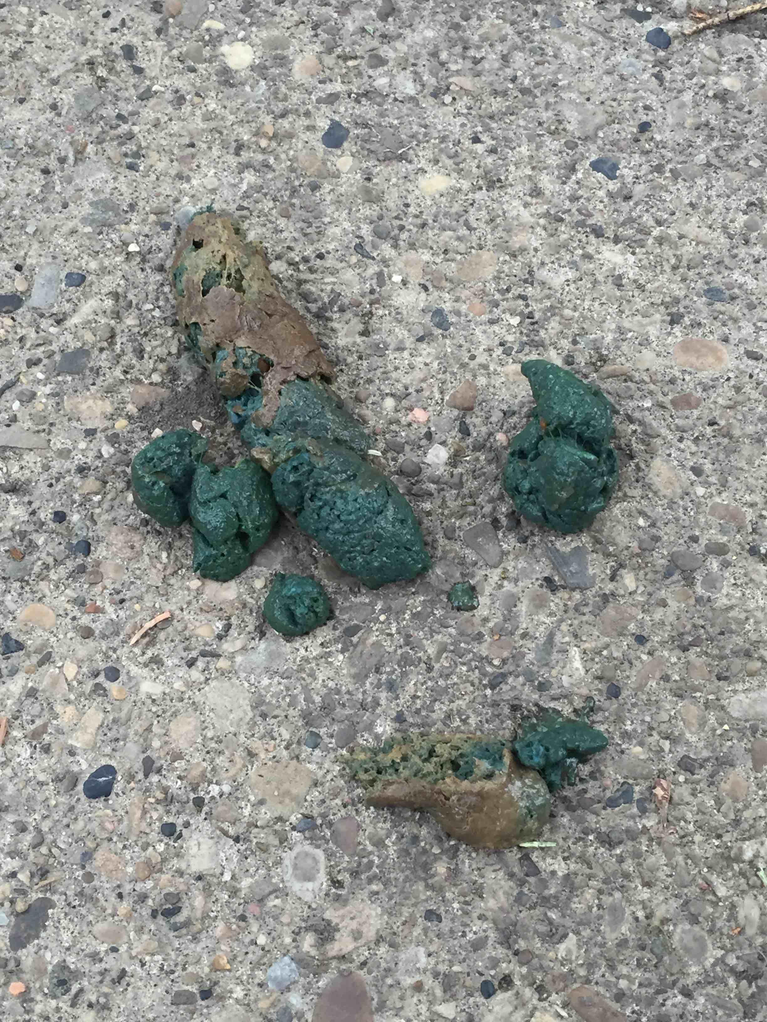 My Dog's Poop is Turquoise: Rat Poison or Another Cause? | Petco
