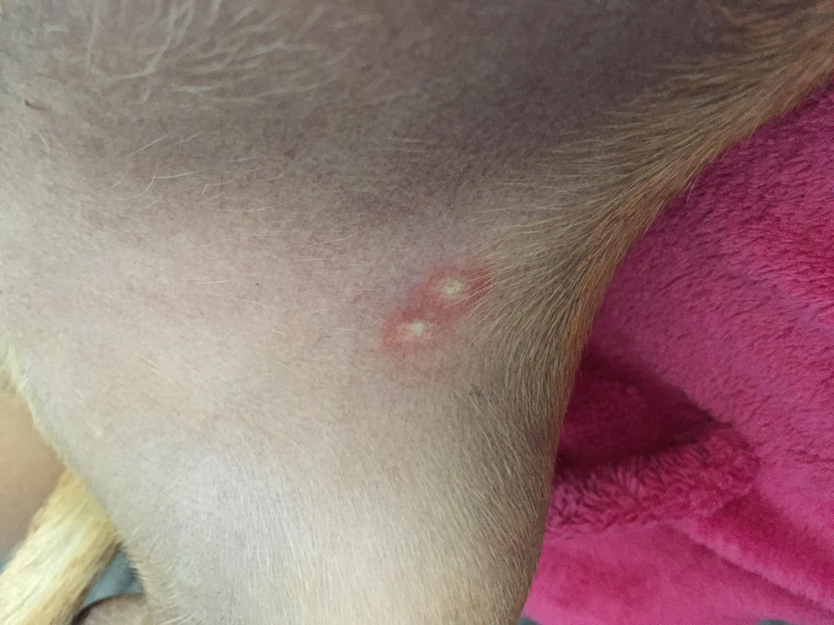 My dog has small bumps on his skin. Are they pimples or infection? | Petco