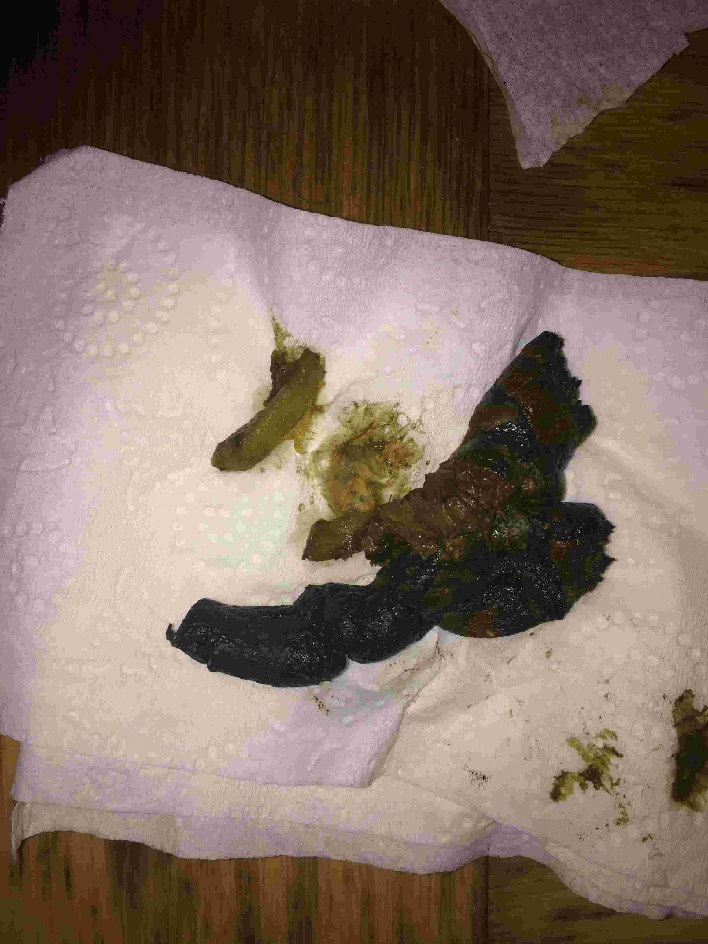 My dog ate spicy food and has diarrhea. Is it food or parasites? | Petco