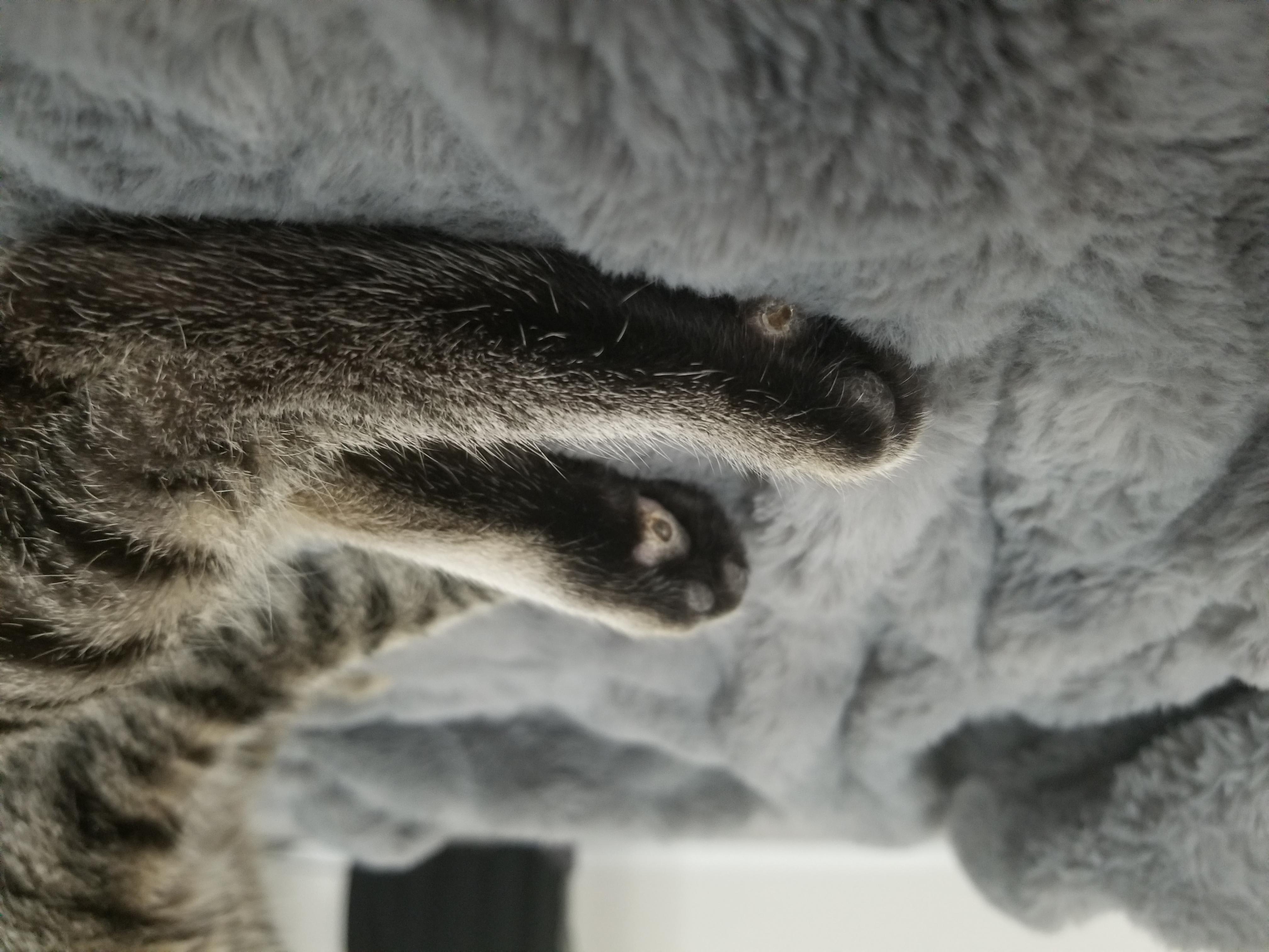 What's Wrong with My 7-Month-Old Cat's Back Paws After Adoption? | Petco