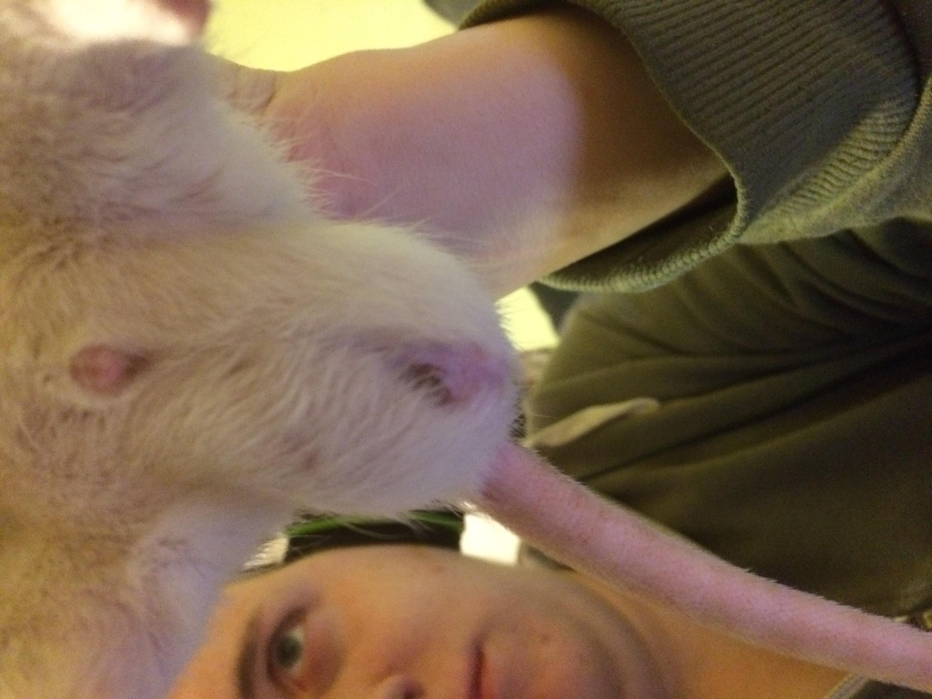 My rat has a testicle cut or scab, but no pain. Vet needed? | Petco