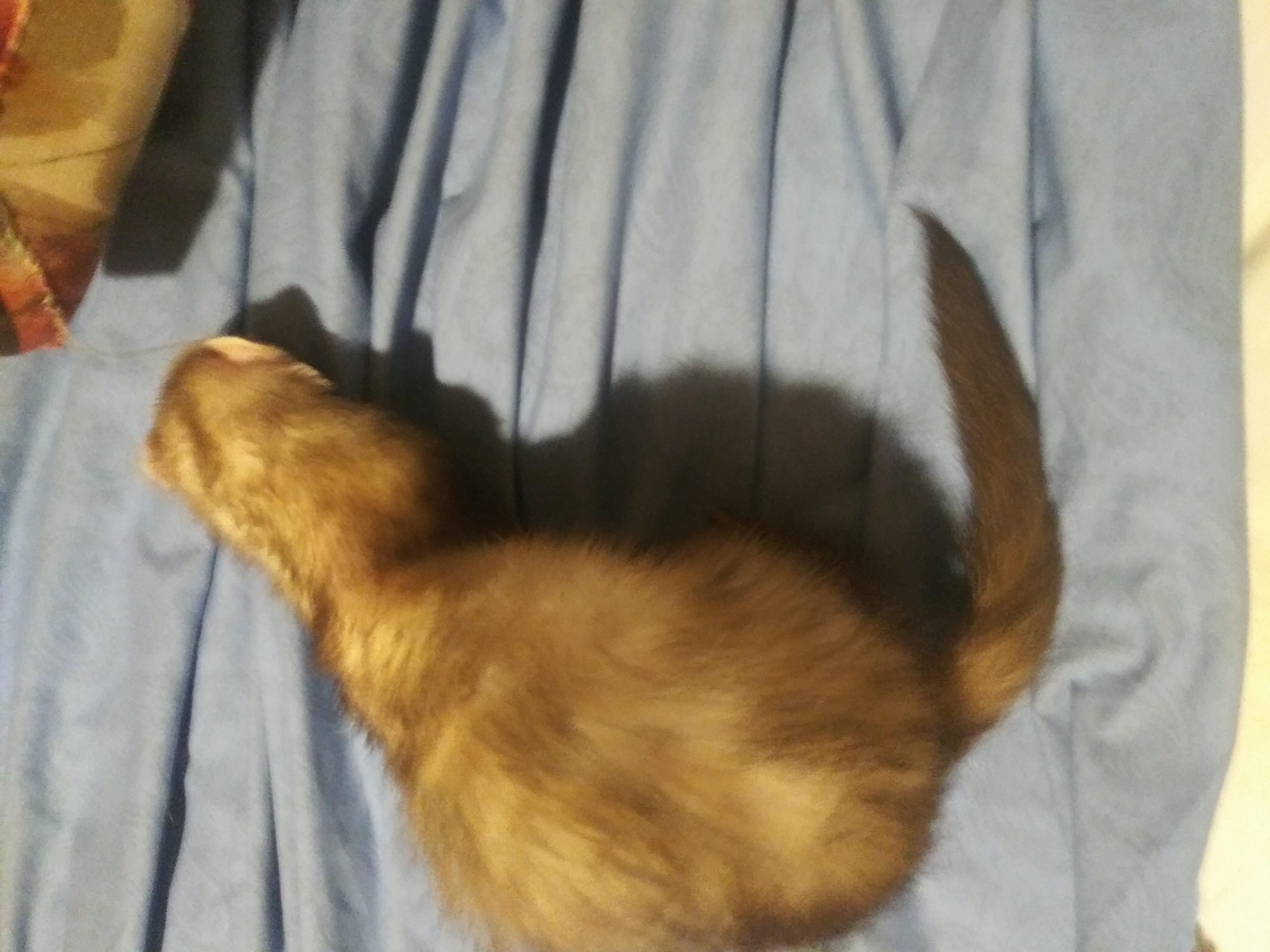 My ferret's neck swollen & tired: Is it a vet emergency? | Petco