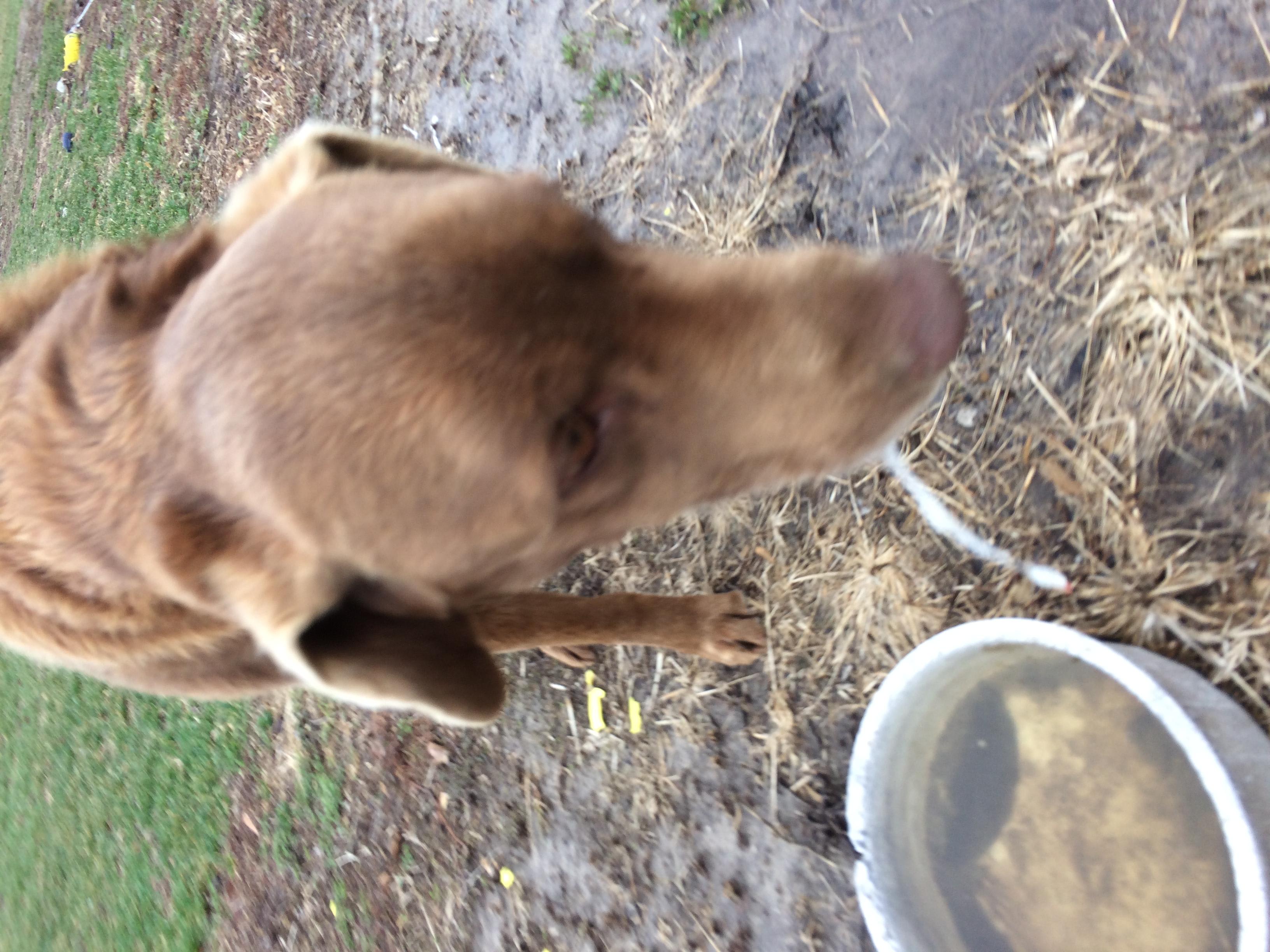 My chocolate lab might have heartworms. What should I do next? | Petco