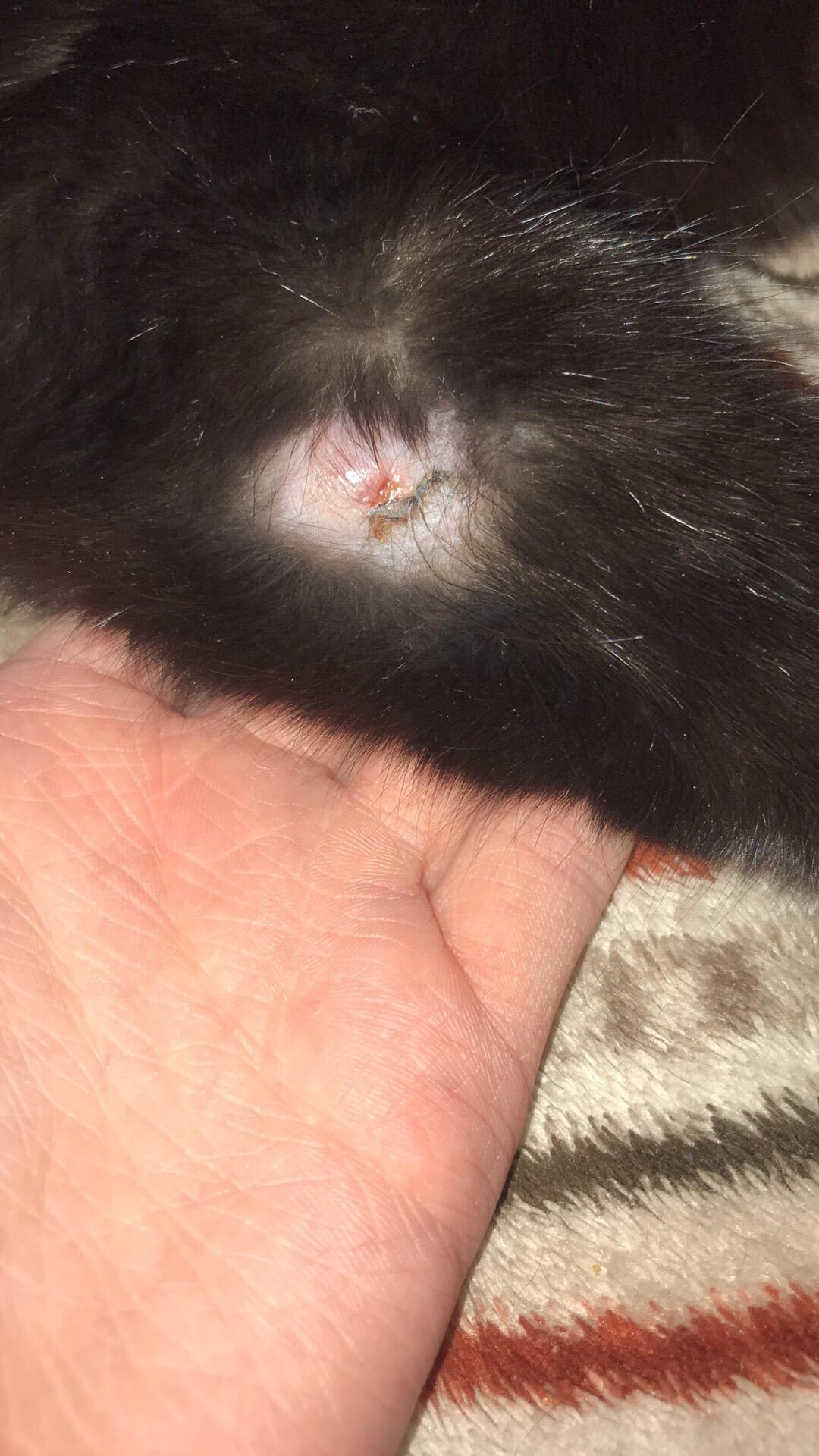 My Cat's Leg Wound: Green Pus, No Limp. Is It Infected? | Petco