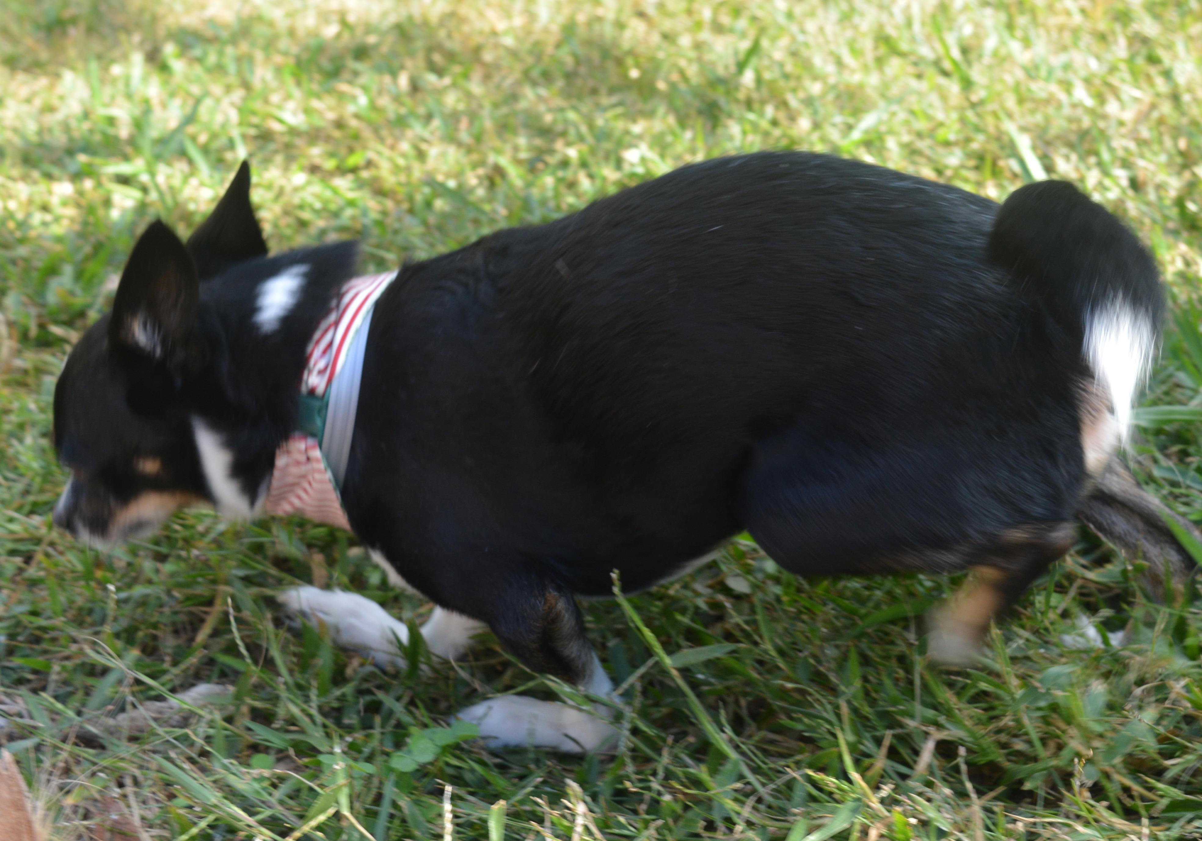 Adopting a dog with congenital leg issues: Treatable or worsening? | Petco