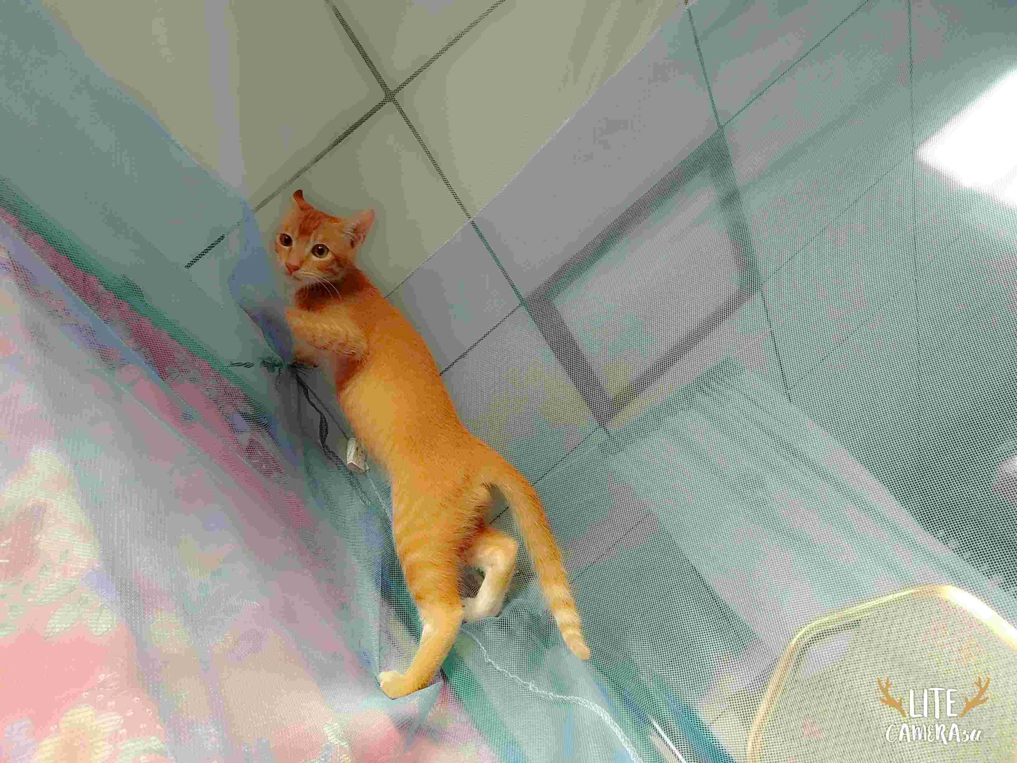 7-Month Male Cat Straining to Pee? Is It an Emergency? | Petco