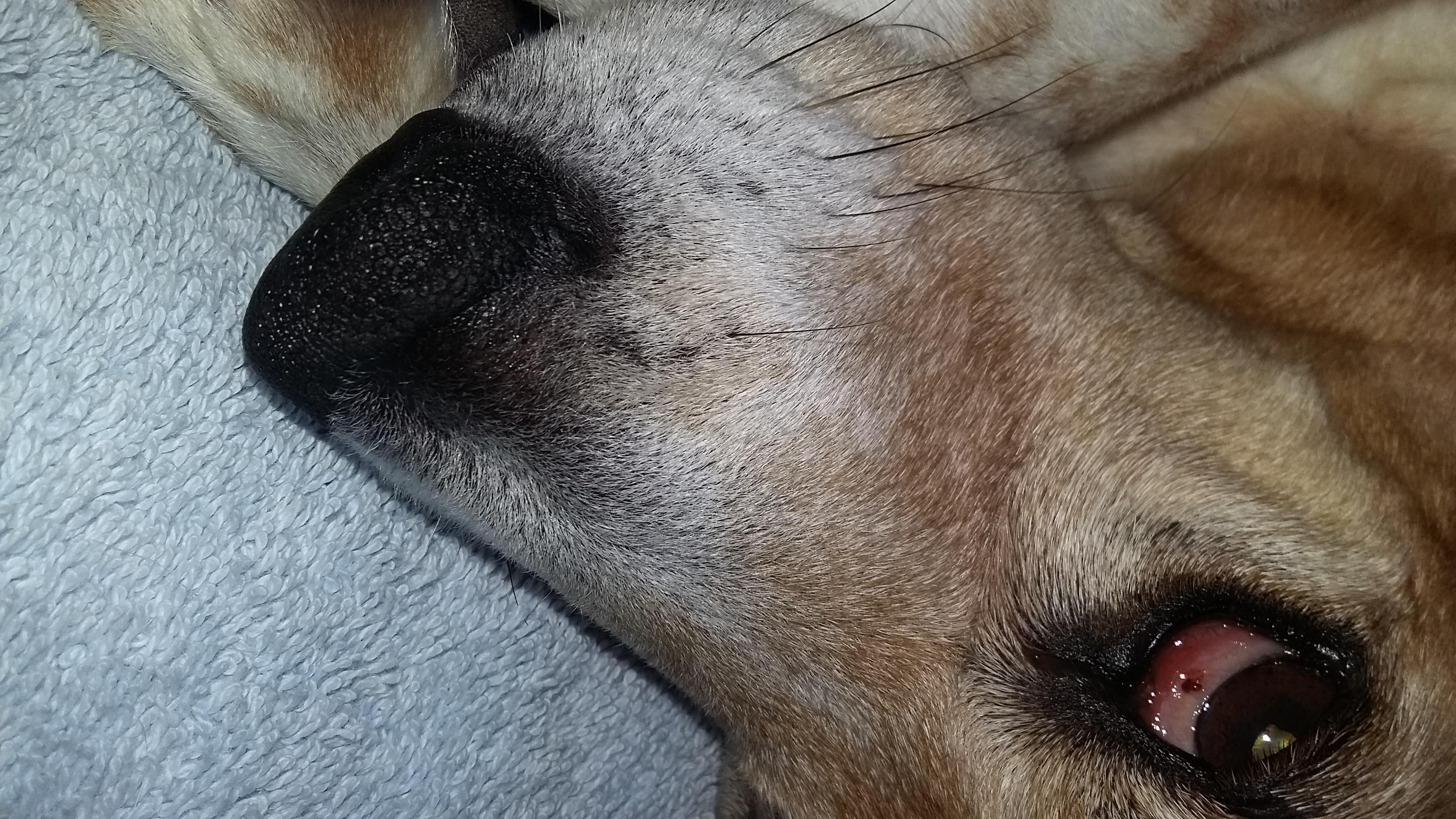 Are my 10-year-old beagle's eye tumors caused by ear infections? | Petco