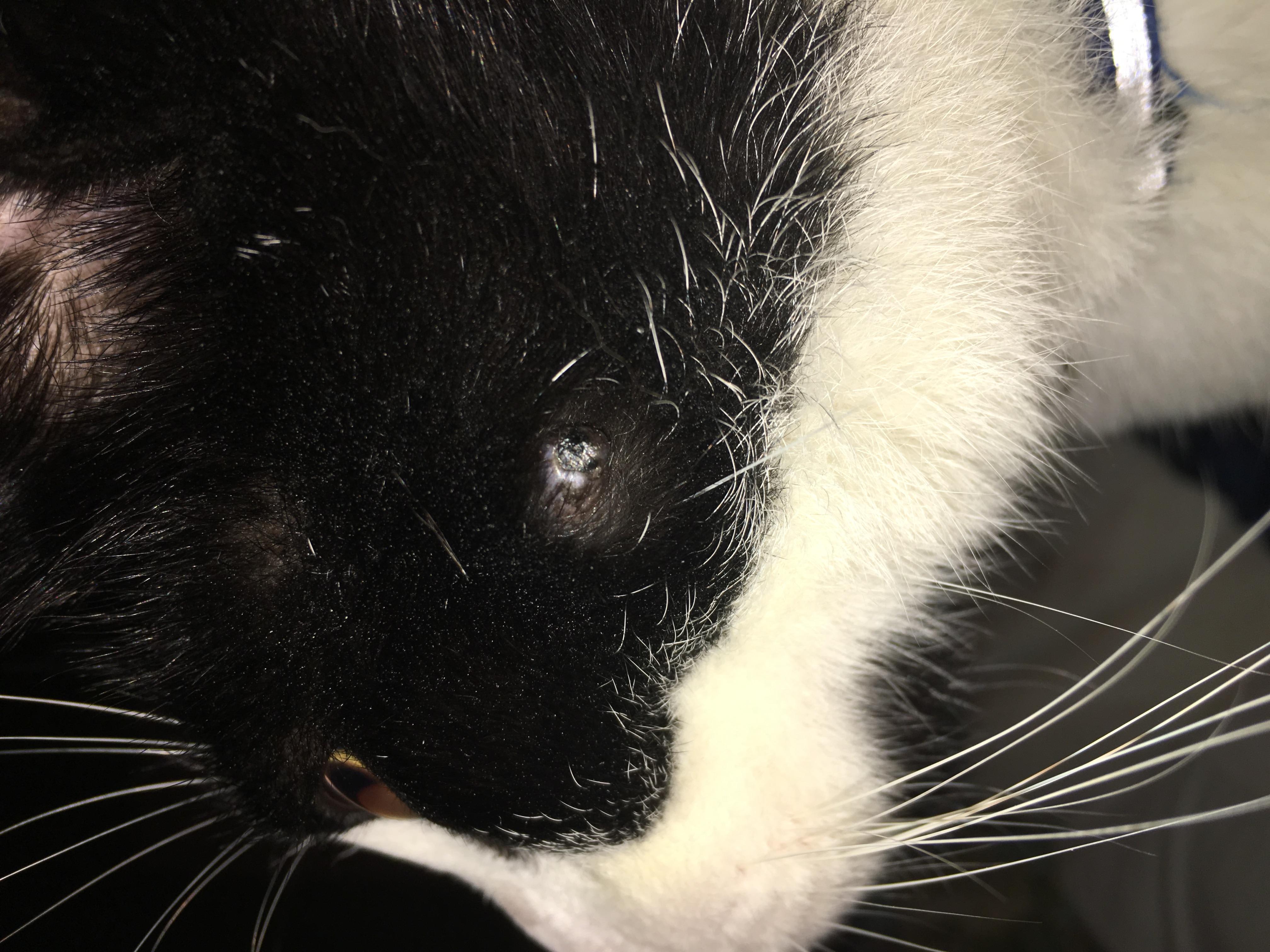 My Cat's Jaw Spot: Is it a Tick, Skin Tag, or Something More? | Petco