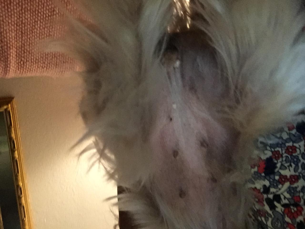 Why does my female Yorkie have yellow pus pimples near her vagina? | Petco