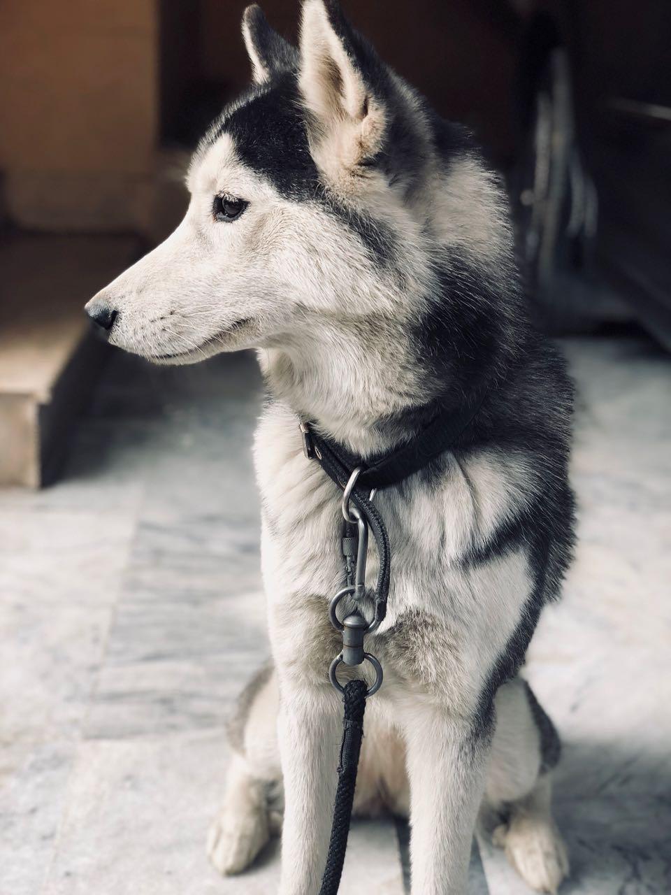 How to Calm Your Hyper Husky & Get Her to Eat Dog Food | Petco